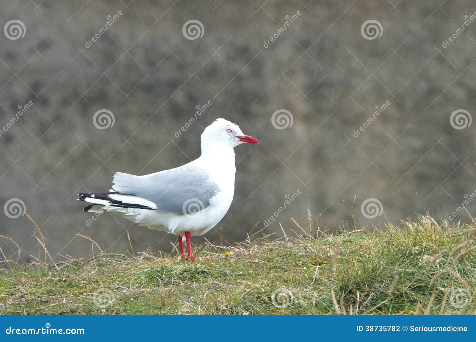 Red beaked seagull stock photo. Image of white, nature - 38735782
