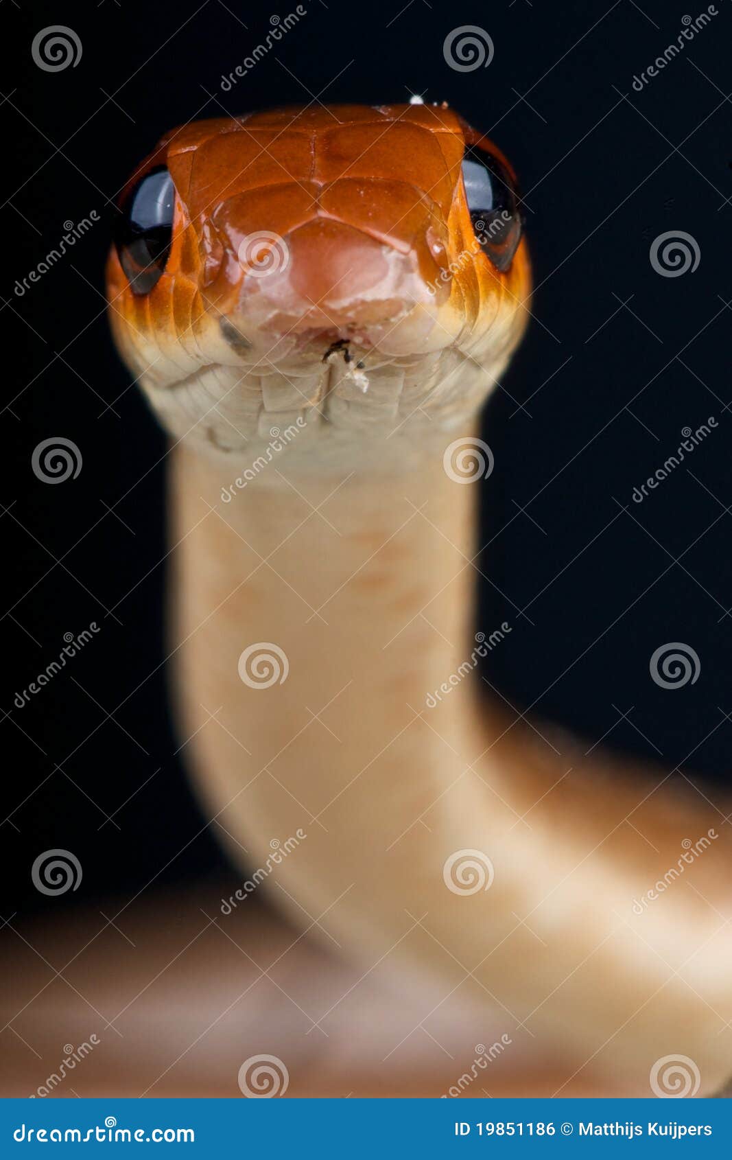 Red beaked snake stock photo. Image of south, africa - 19851186