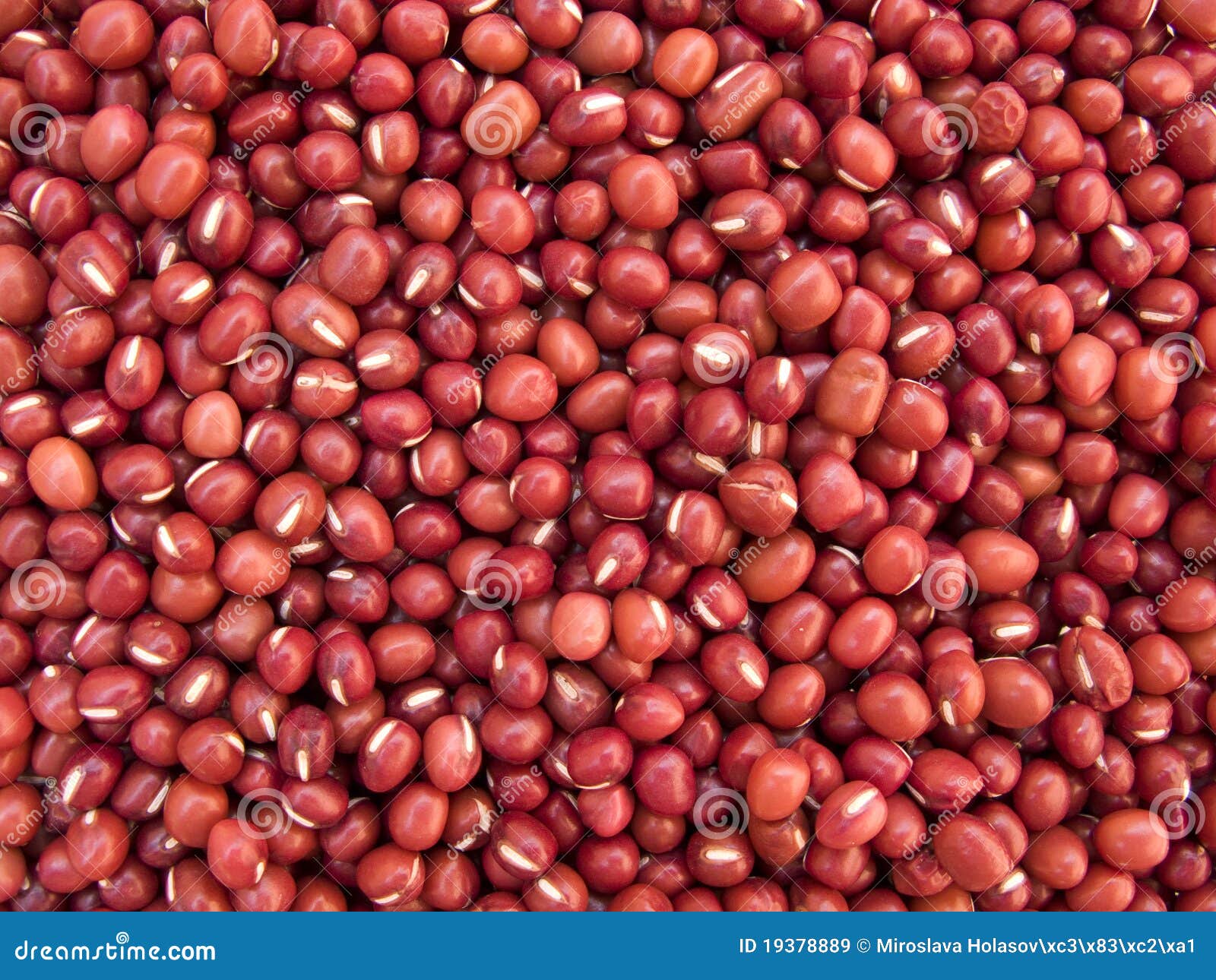 Red Bean Adzuki - Vigna Angularis Stock Image - Image of vegetable ...