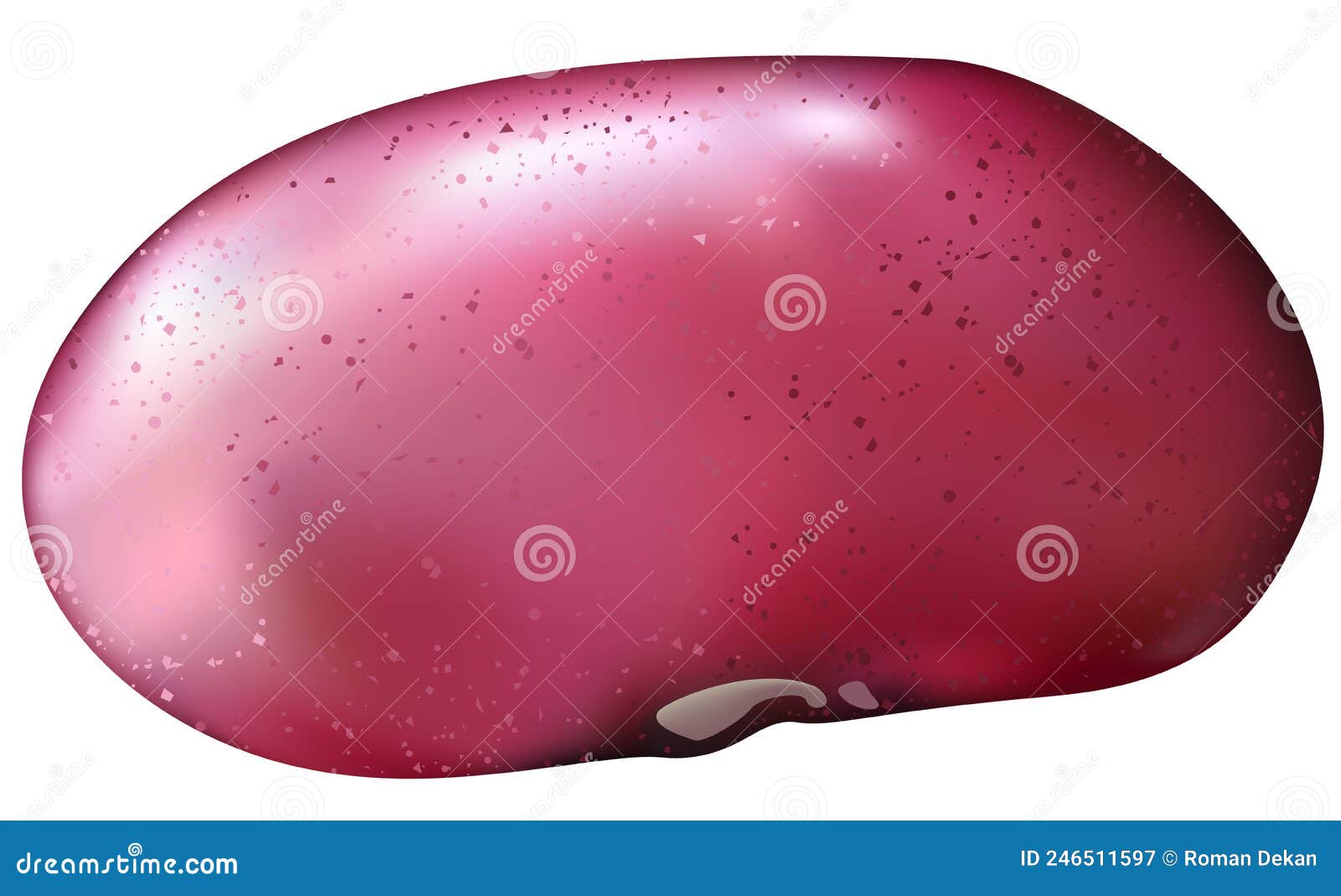 Single Red Bean As Vector Illustration Stock Vector - Illustration of ...
