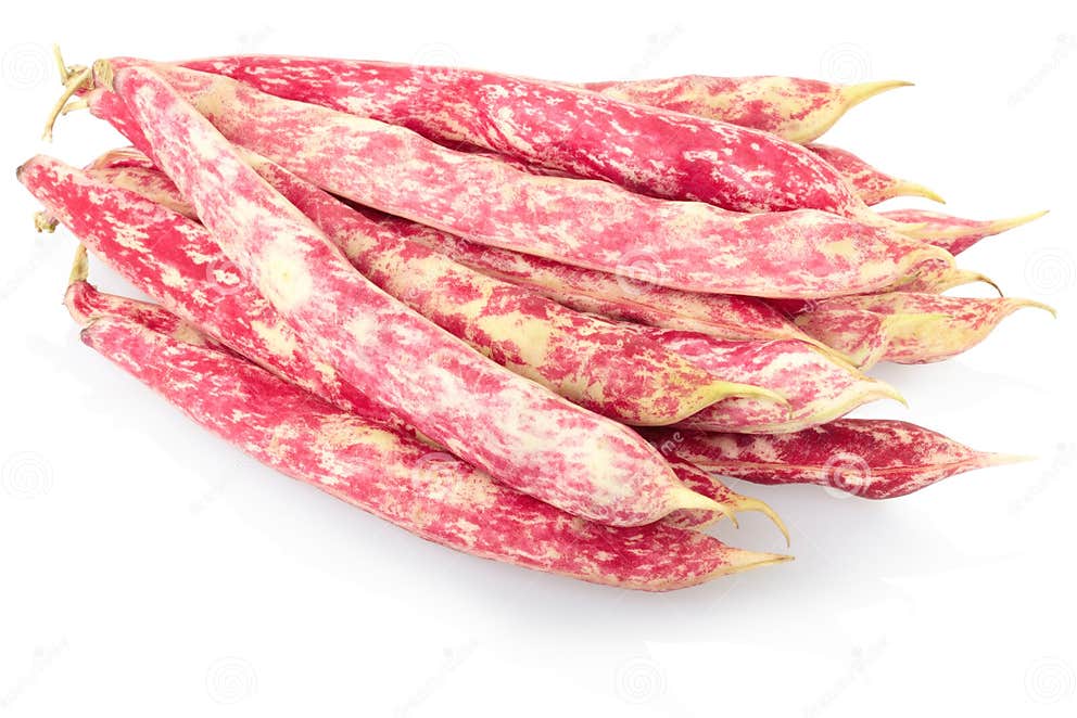 Red bean pods stock image. Image of color, edible, cuisine - 21674435