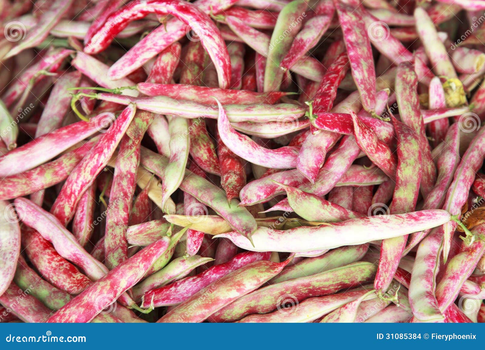 Red bean pods stock photo. Image of protein, agriculture - 31085384