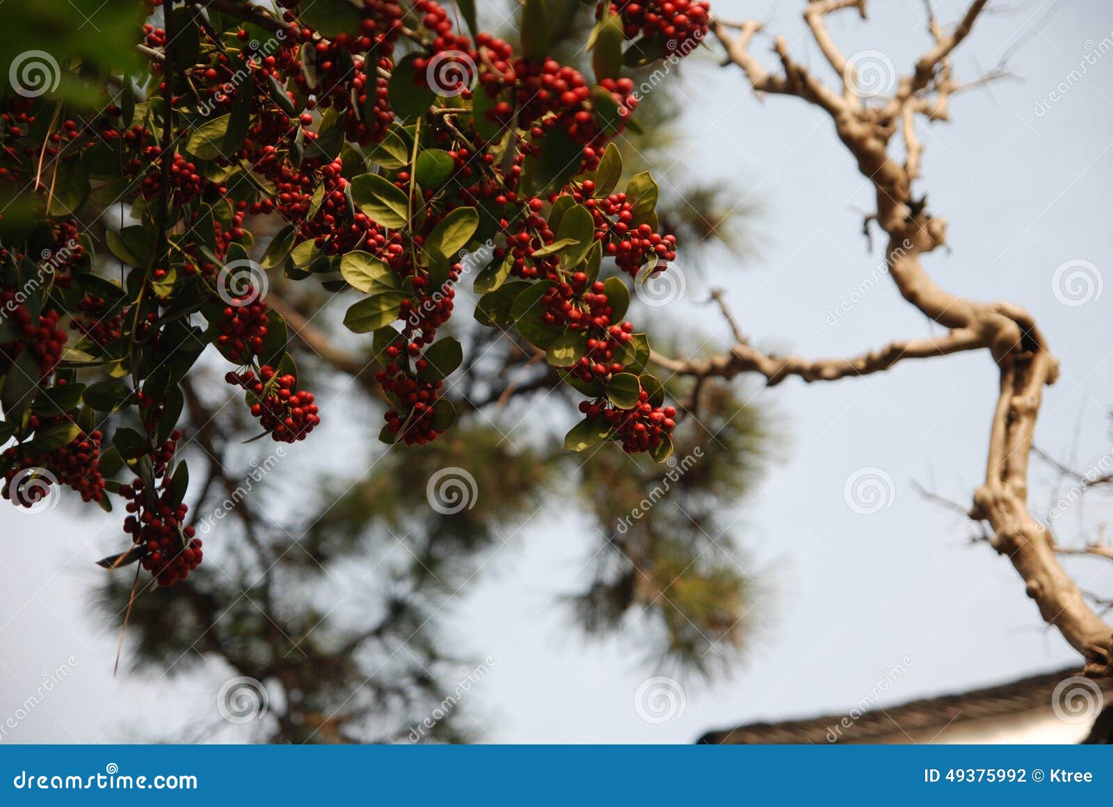 Red bean tree stock photo. Image of industry, food, harvest - 49375992