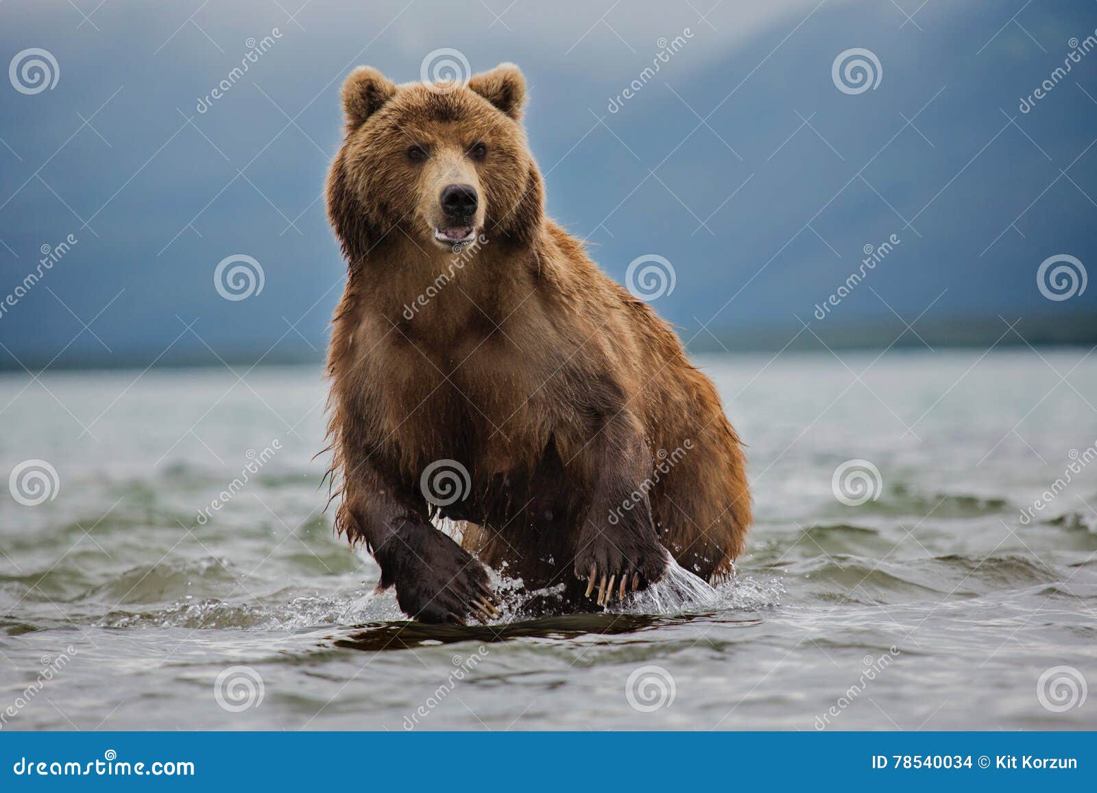Red bear on a fishing trip stock photo. Image of fishing - 78540034