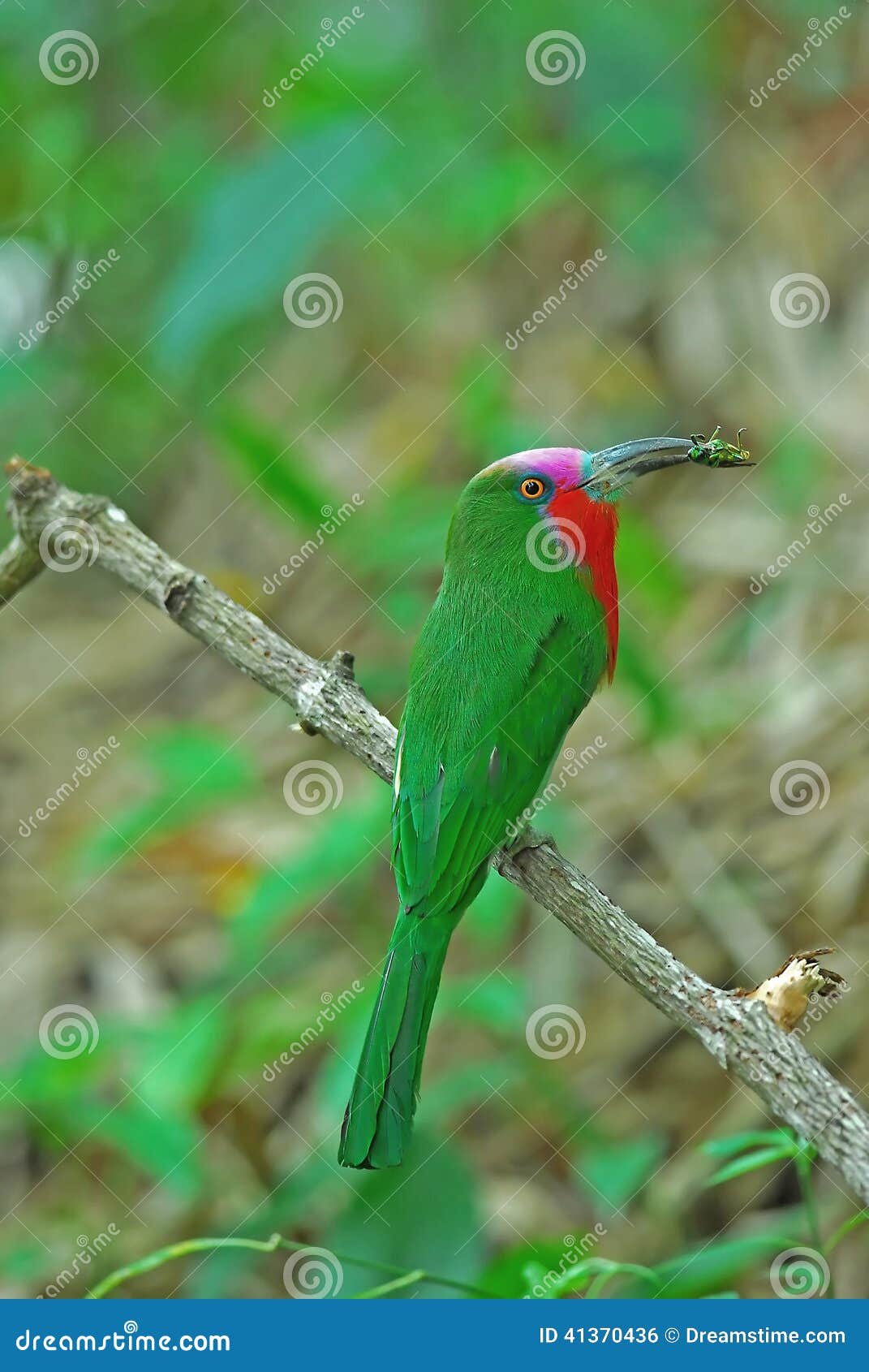 Red-bearded Bee-Eater stock photo. Image of bluerobin - 41370436