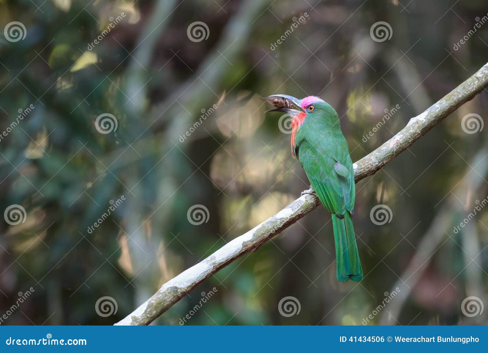 Red-bearded Bee-eater stock photo. Image of cute, mouth - 41434506