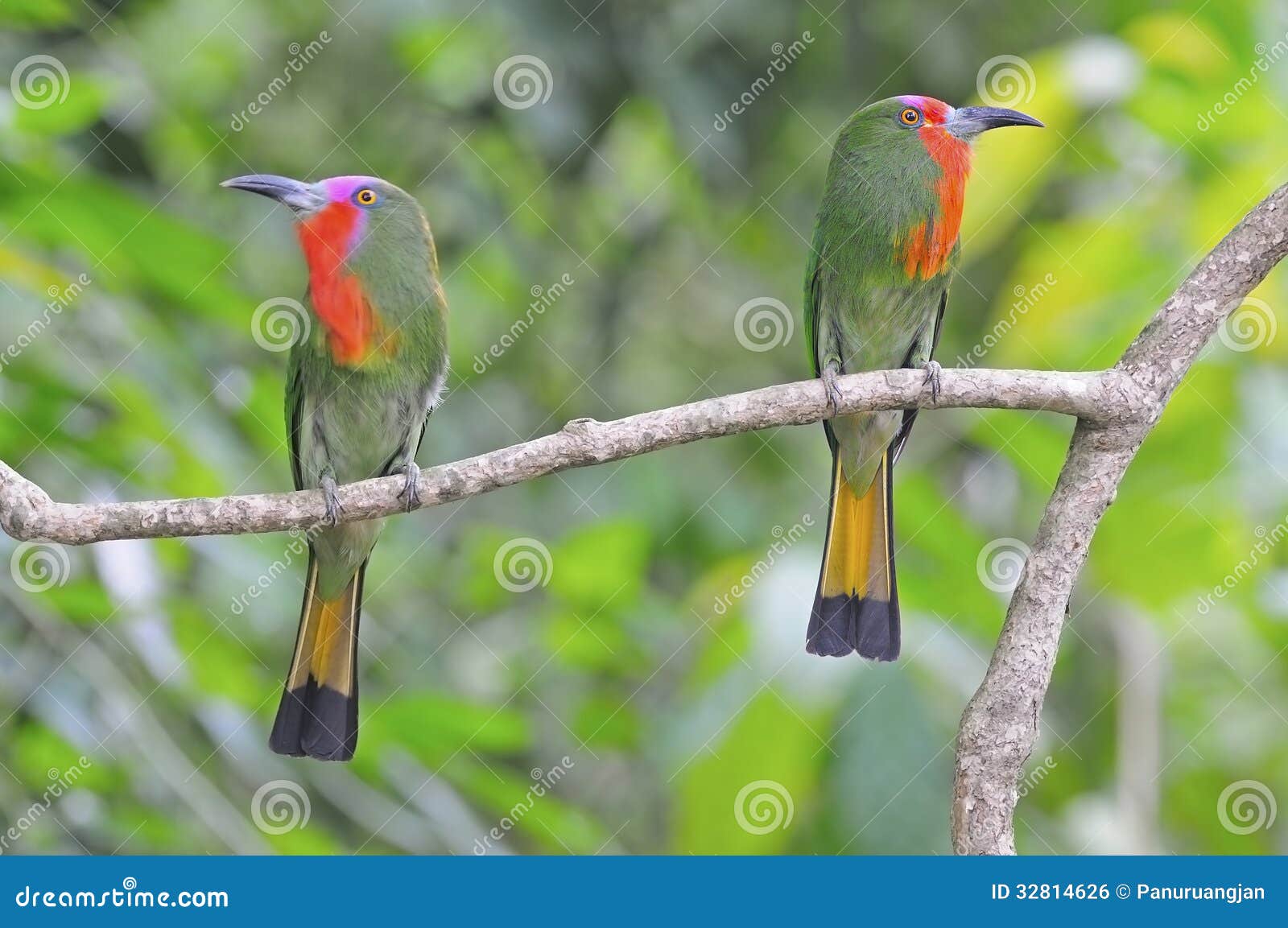 Red-bearded Bee-eater stock photo. Image of fast, hunt - 32814626