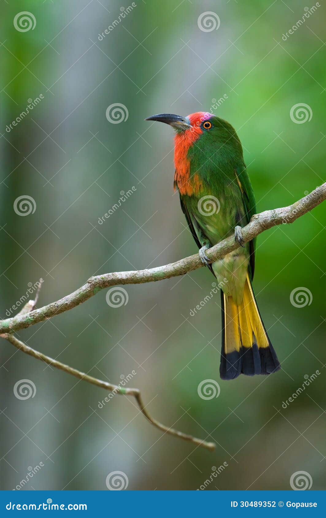 Red-bearded Bee-eater stock photo. Image of hunt, beeeater - 30489352