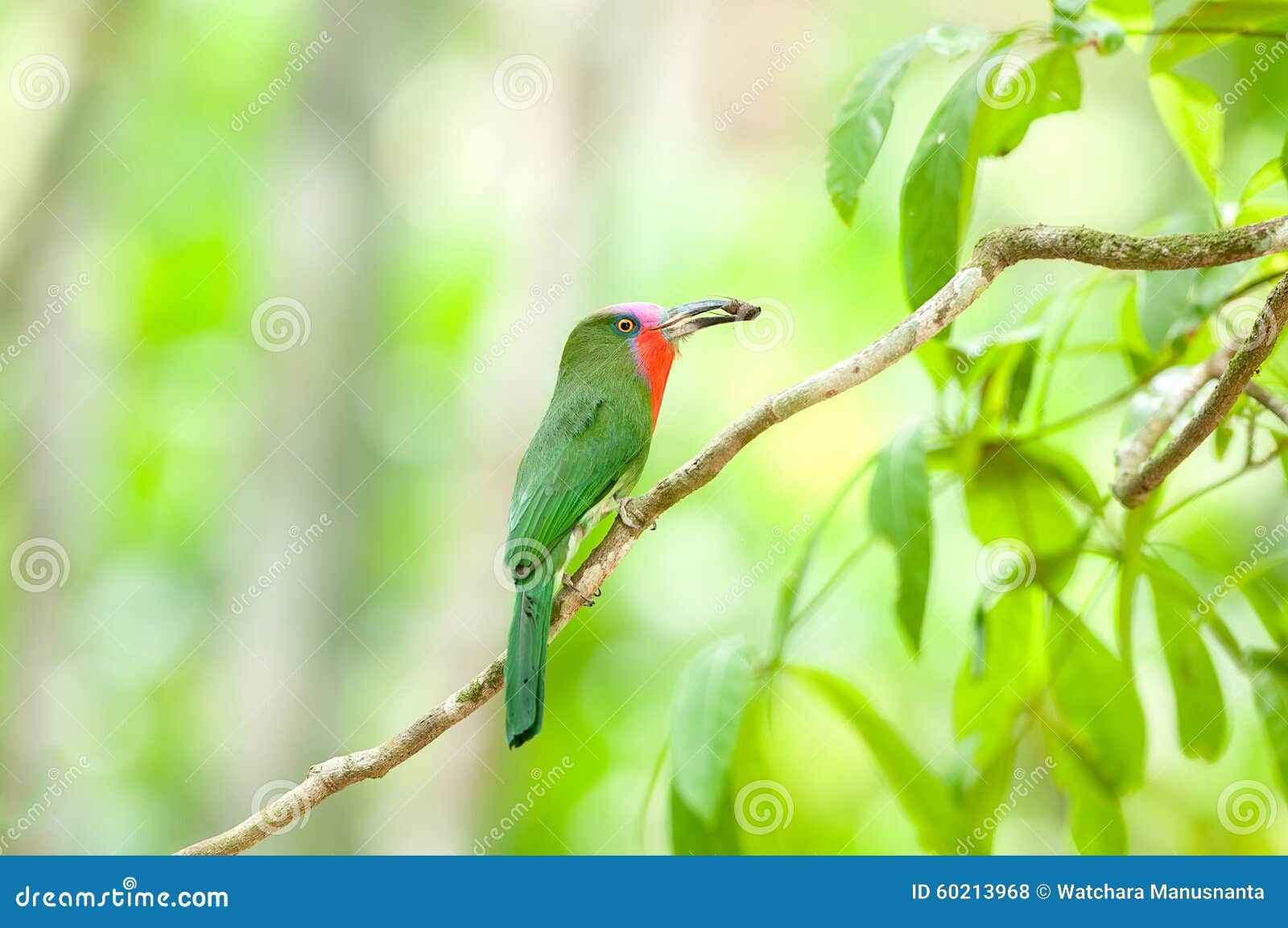 Red-bearded Bee-eater in Nature Stock Photo - Image of tree, nature ...