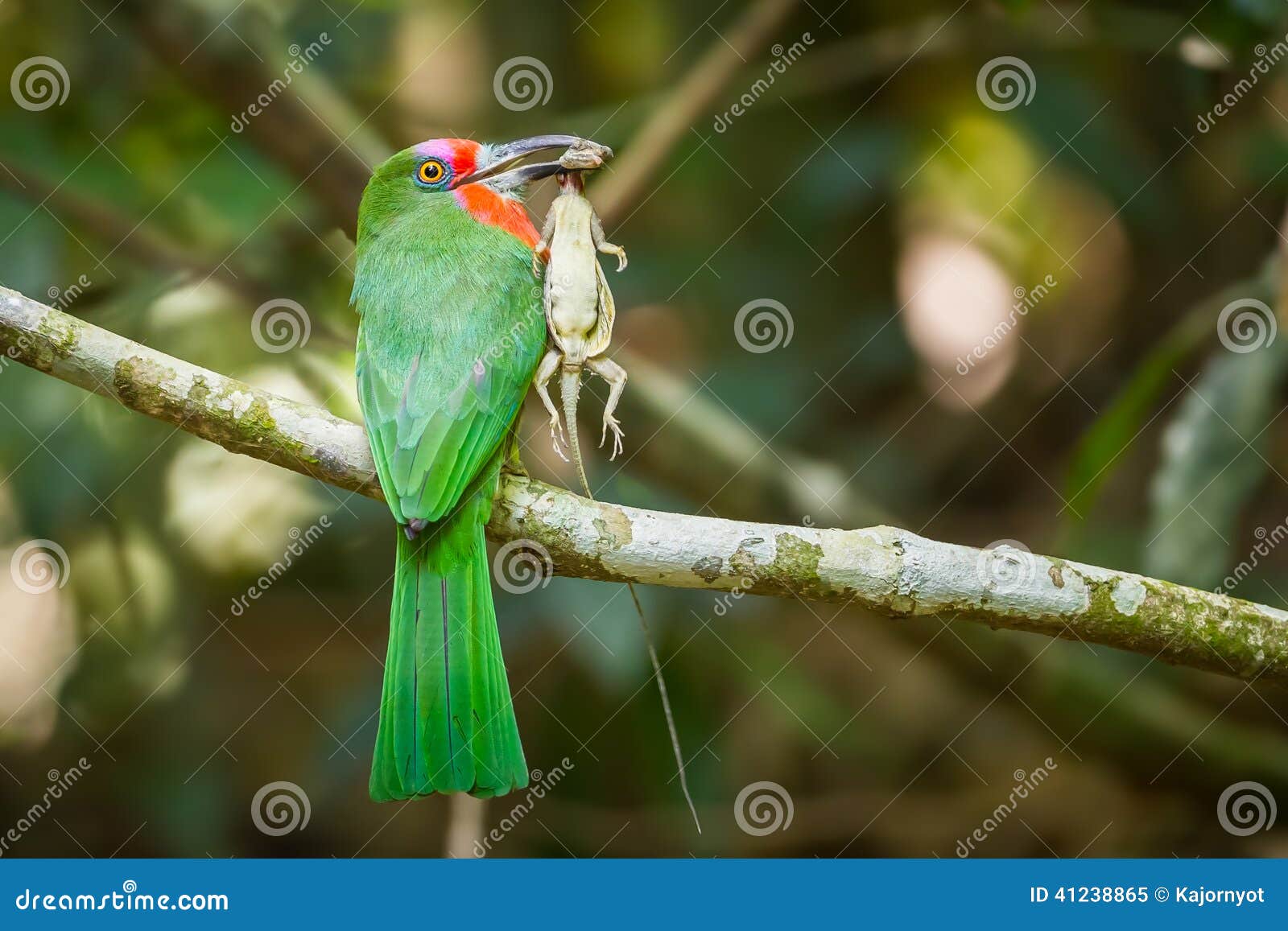 Red-bearded Bee-eater stock image. Image of environment - 41238865