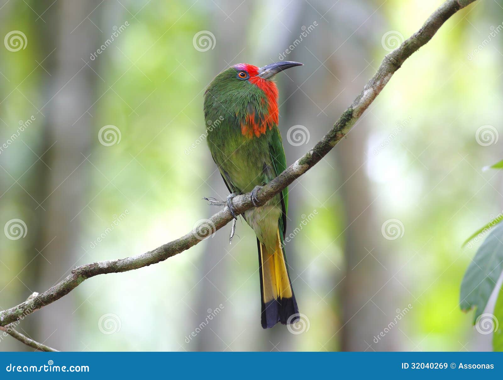 Red-bearded Bee-eater Nyctyornis Amictus Stock Image - Image of green ...