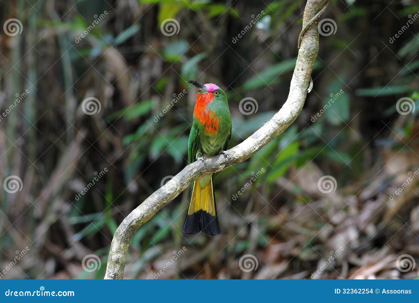 Red-bearded Bee-eater Nyctyornis Amictus Stock Photo - Image of ...