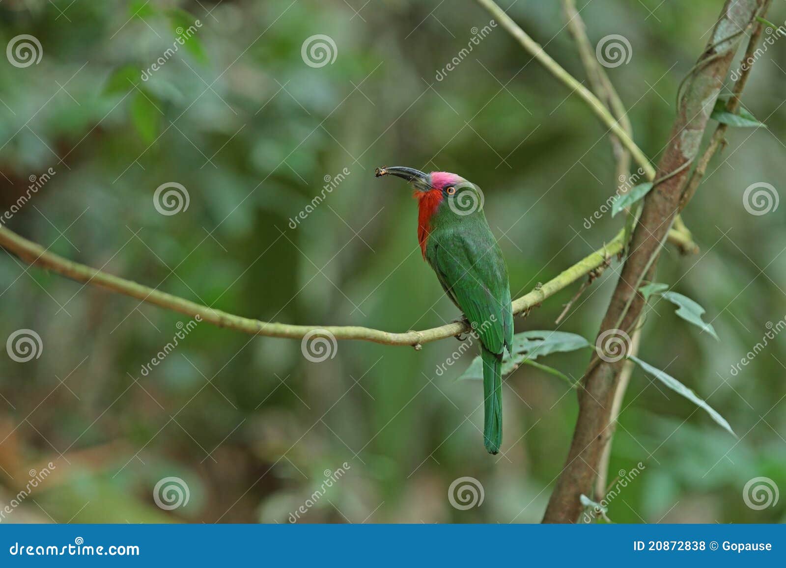 Red-bearded Bee-eater With Prey Stock Photo - Image of resident, beak ...