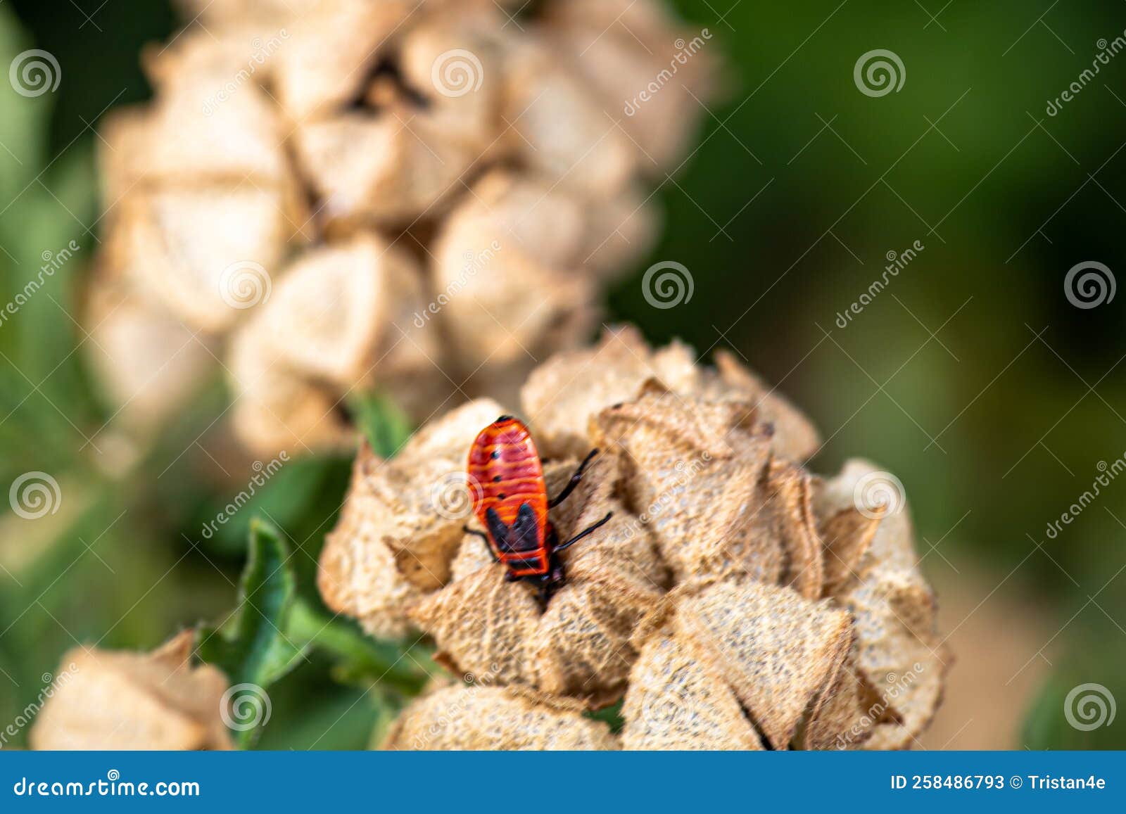 Red Beatle Sitting on Some White Flowers Stock Image - Image of shell ...