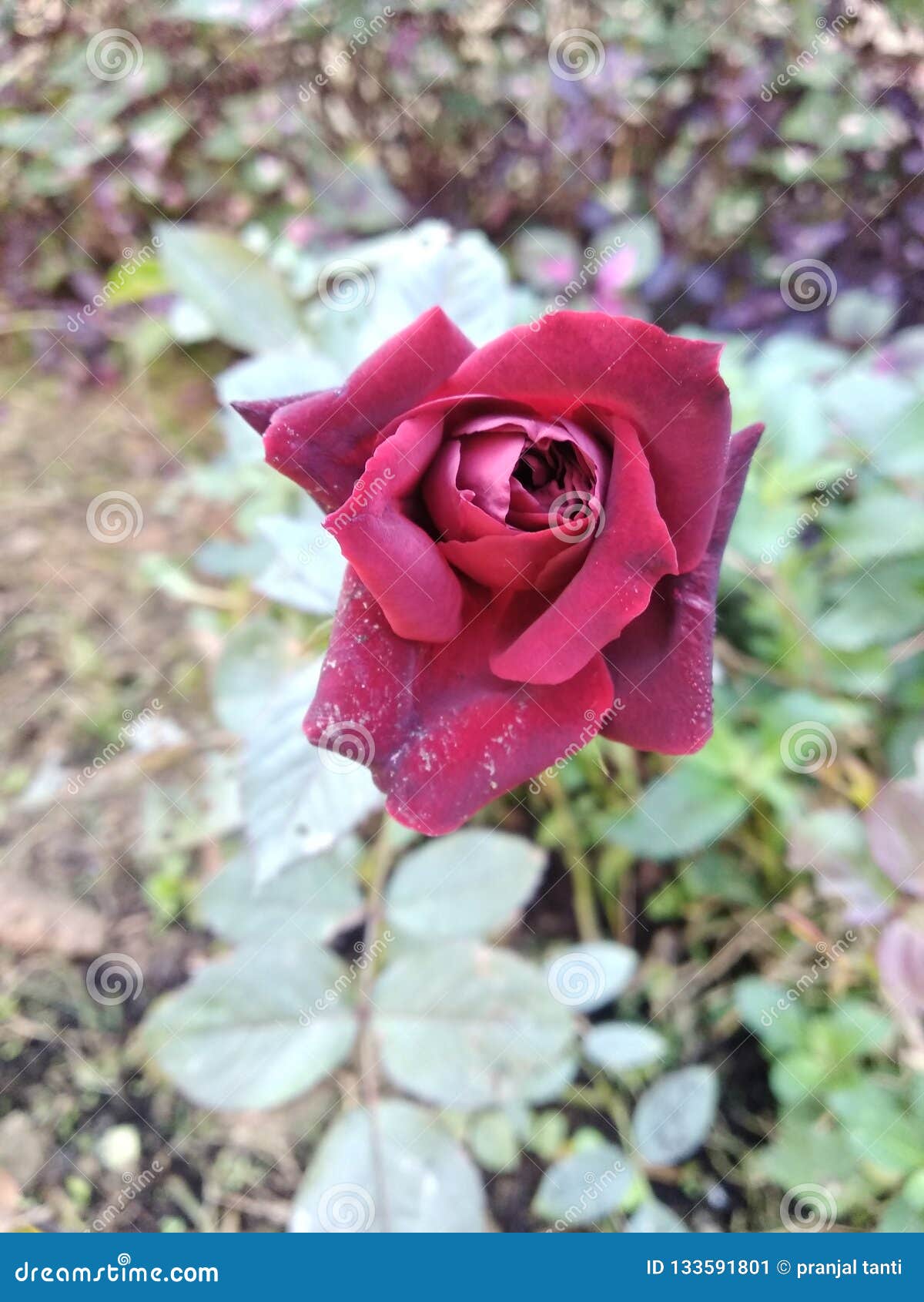 Red beauti pic stock image. Image of rose, morning, beauti - 133591801