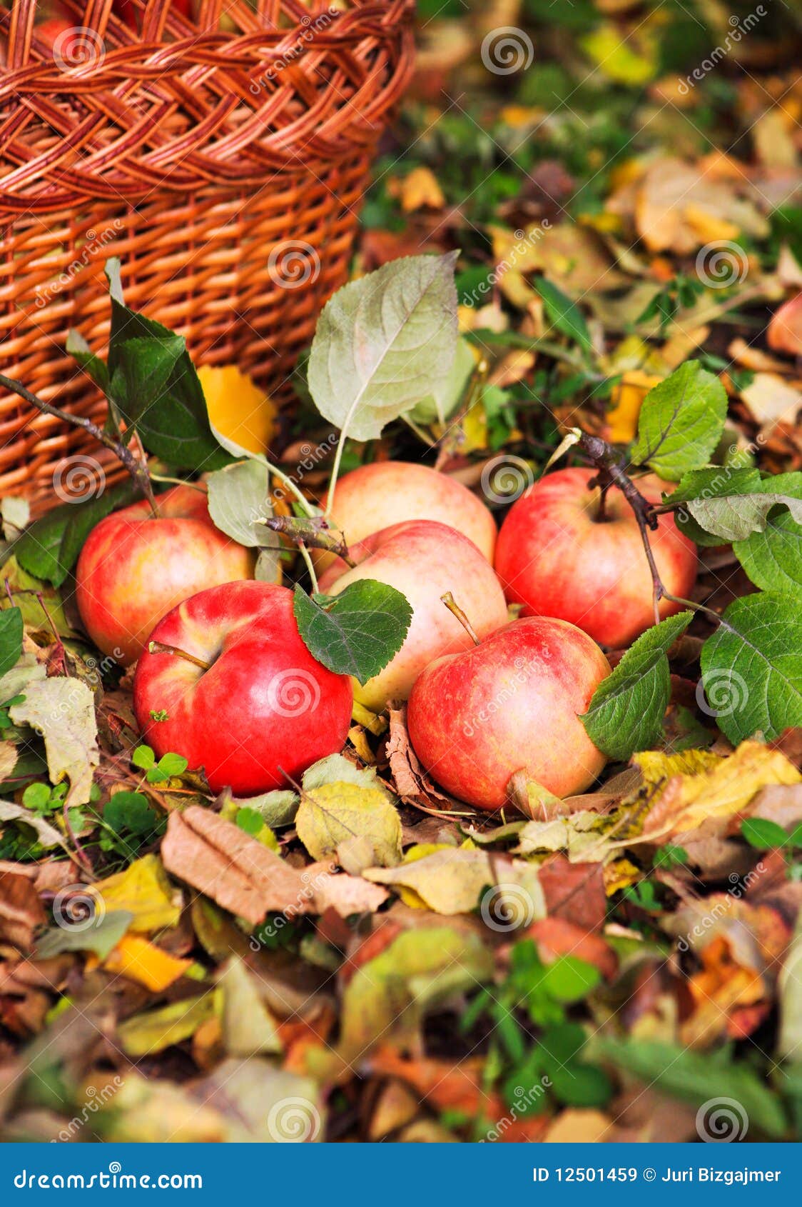 Red beautiful apples stock image. Image of garden, grass - 12501459