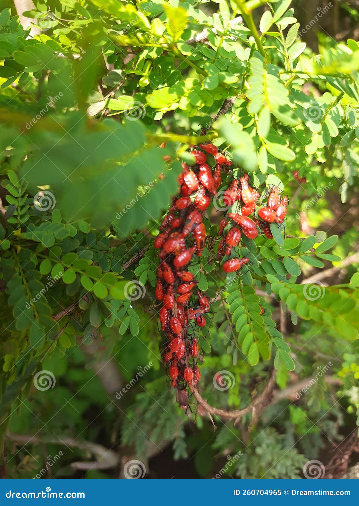 Red beautiful bug stock image. Image of forest, evergreen - 260704965