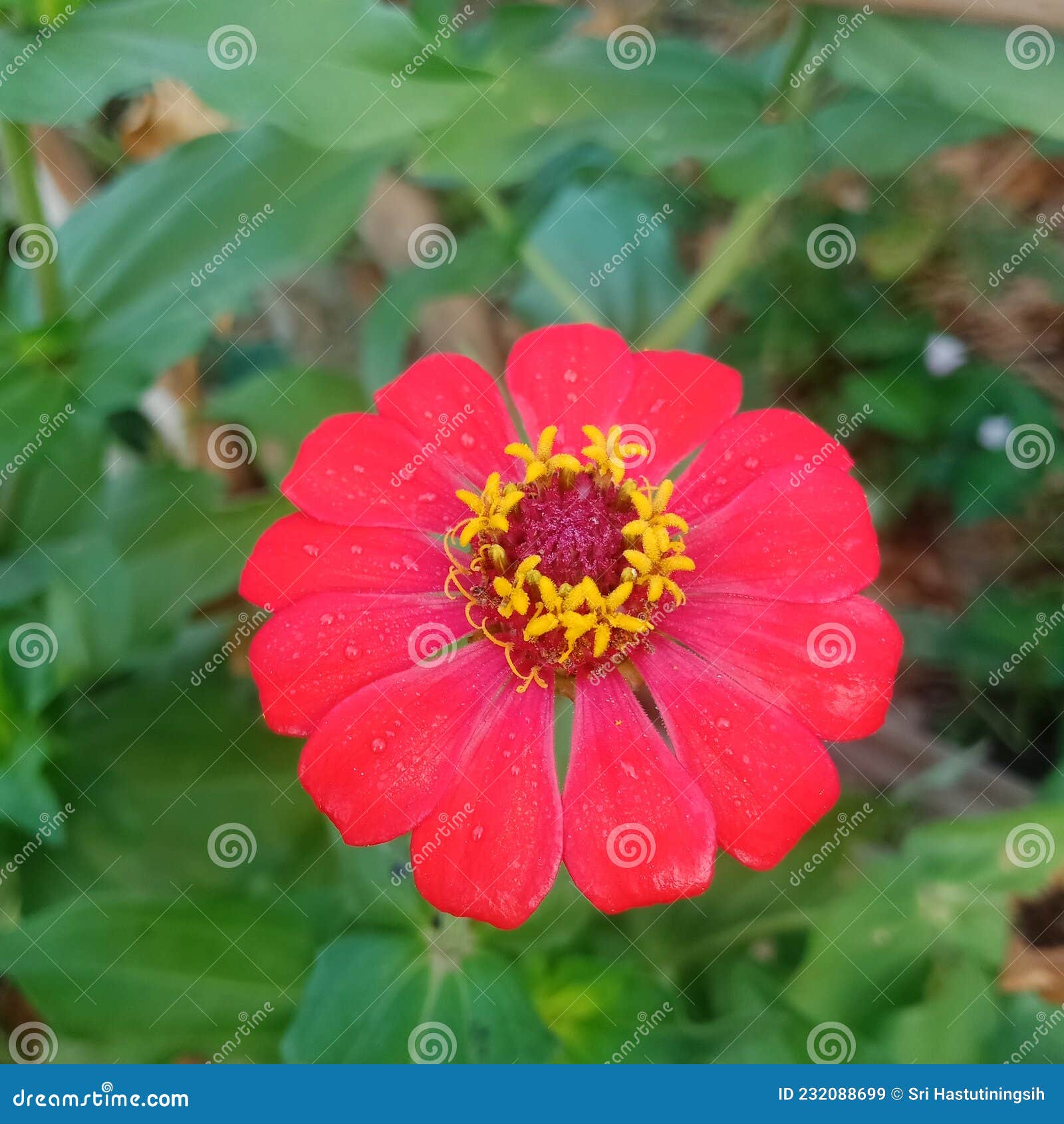 Red Beautiful Flower Bunga Merah Stock Image - Image of bunga, merah ...
