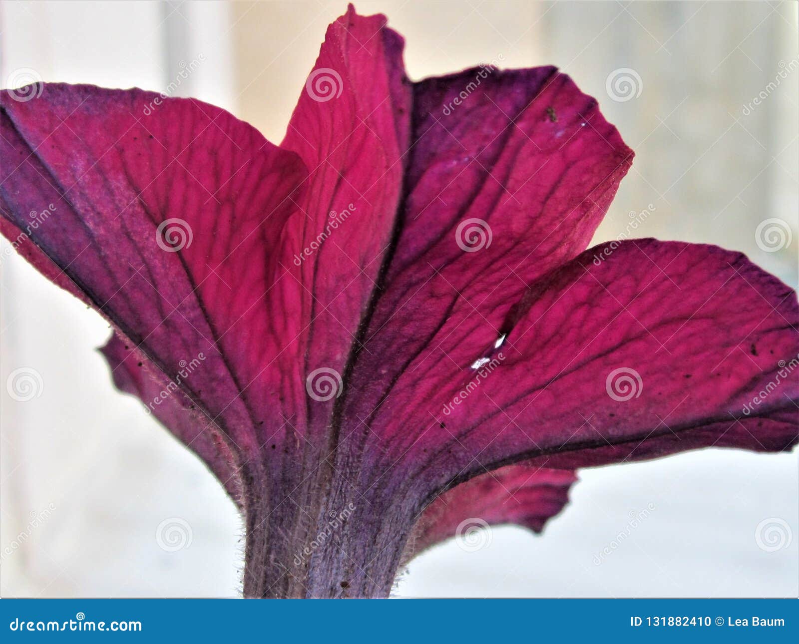 A very strange red flower stock photo. Image of leaf - 131882410