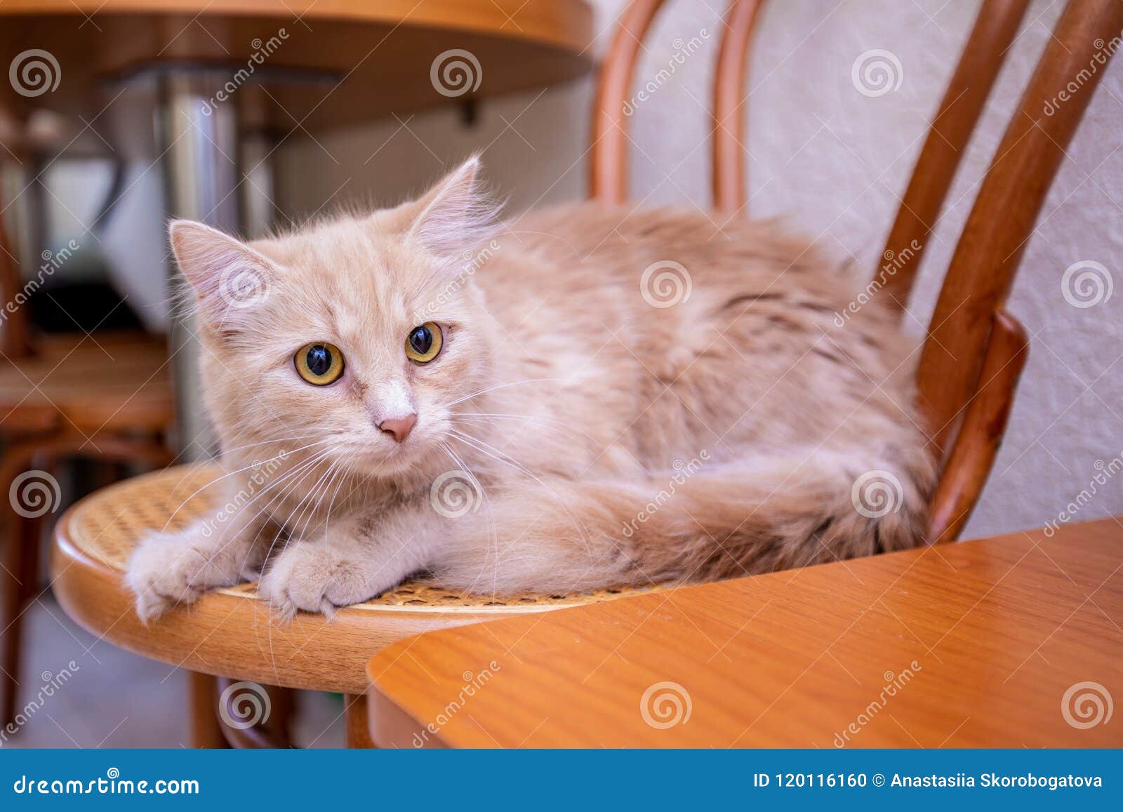 Red Beautiful Funny Cat Smiling at Home Stock Photo - Image of adorable ...