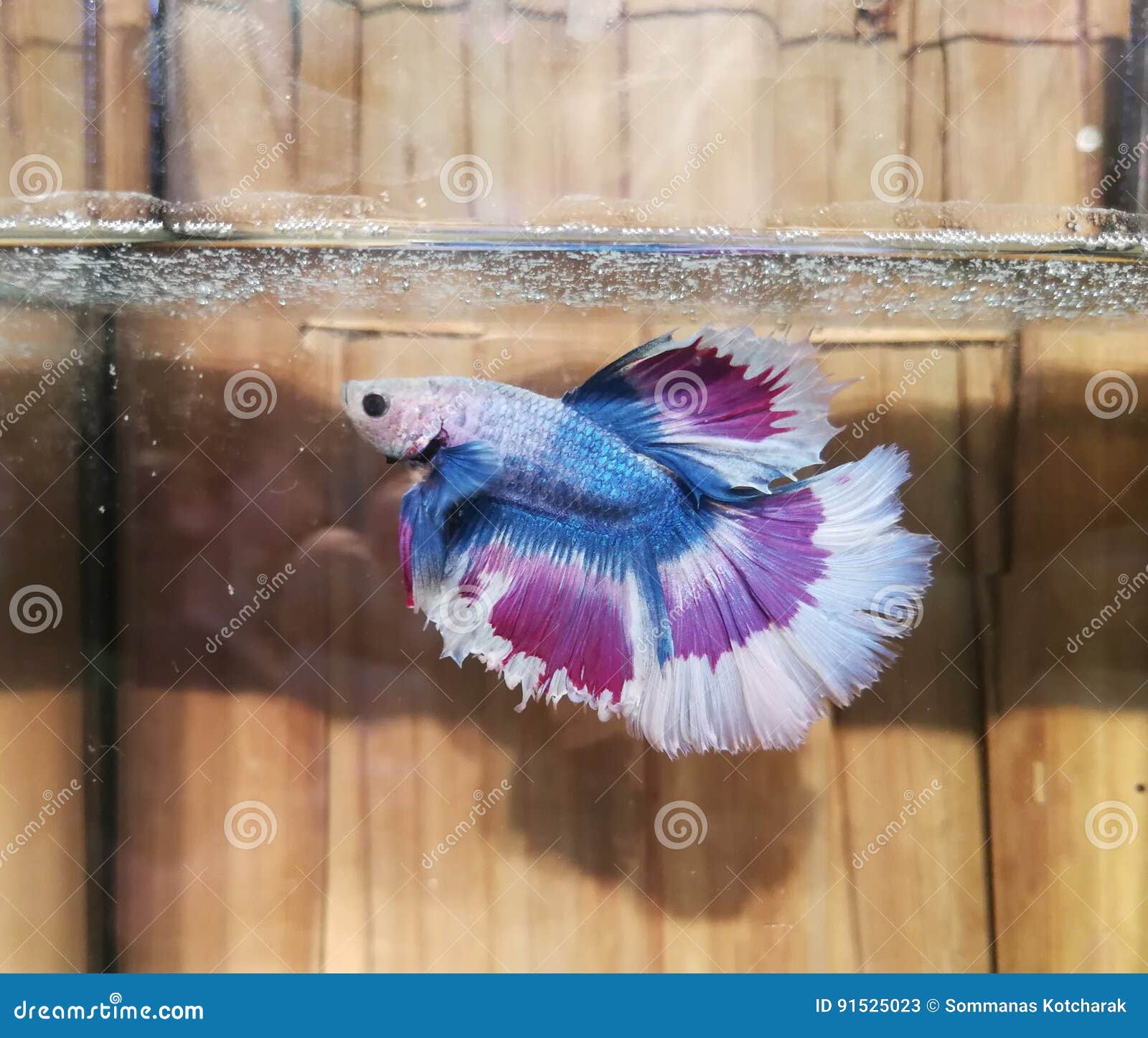 Beautiful Half-moon Tail of Betta Fish Stock Image - Image of halfmoon ...
