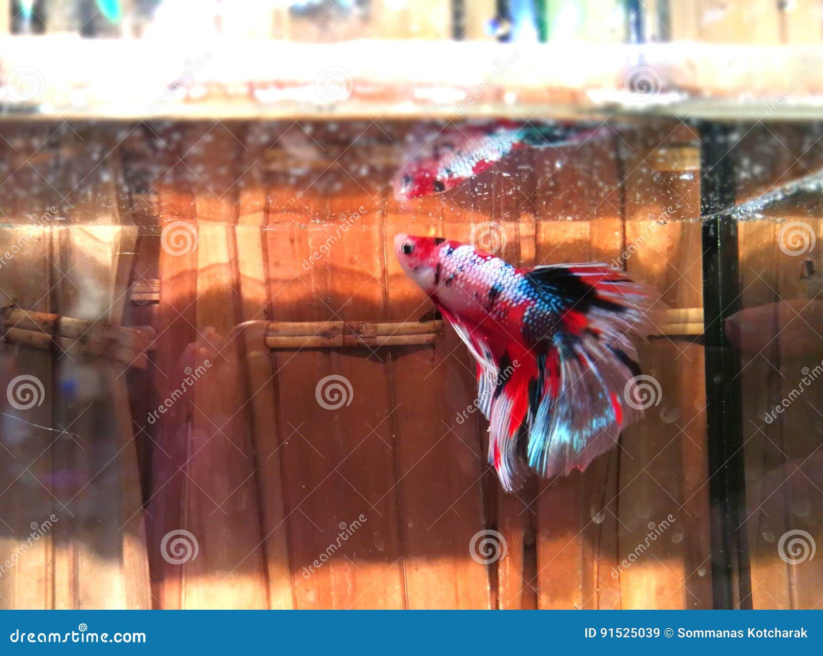 Beautiful Half-moon Tail of Betta Fish Stock Image - Image of betta ...