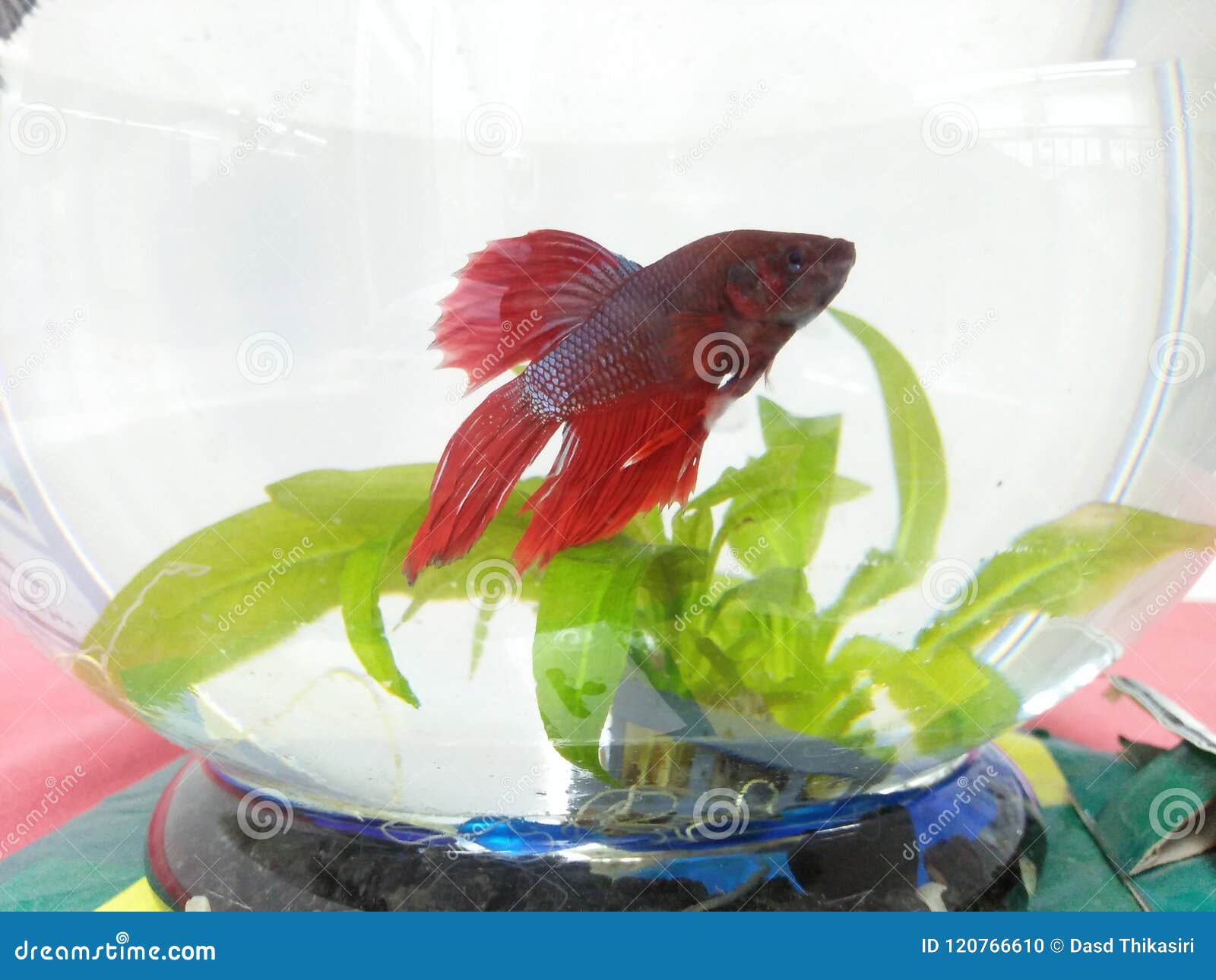 A Red, Beautiful Little Fish and Branches Tank Stock Photo - Image of ...