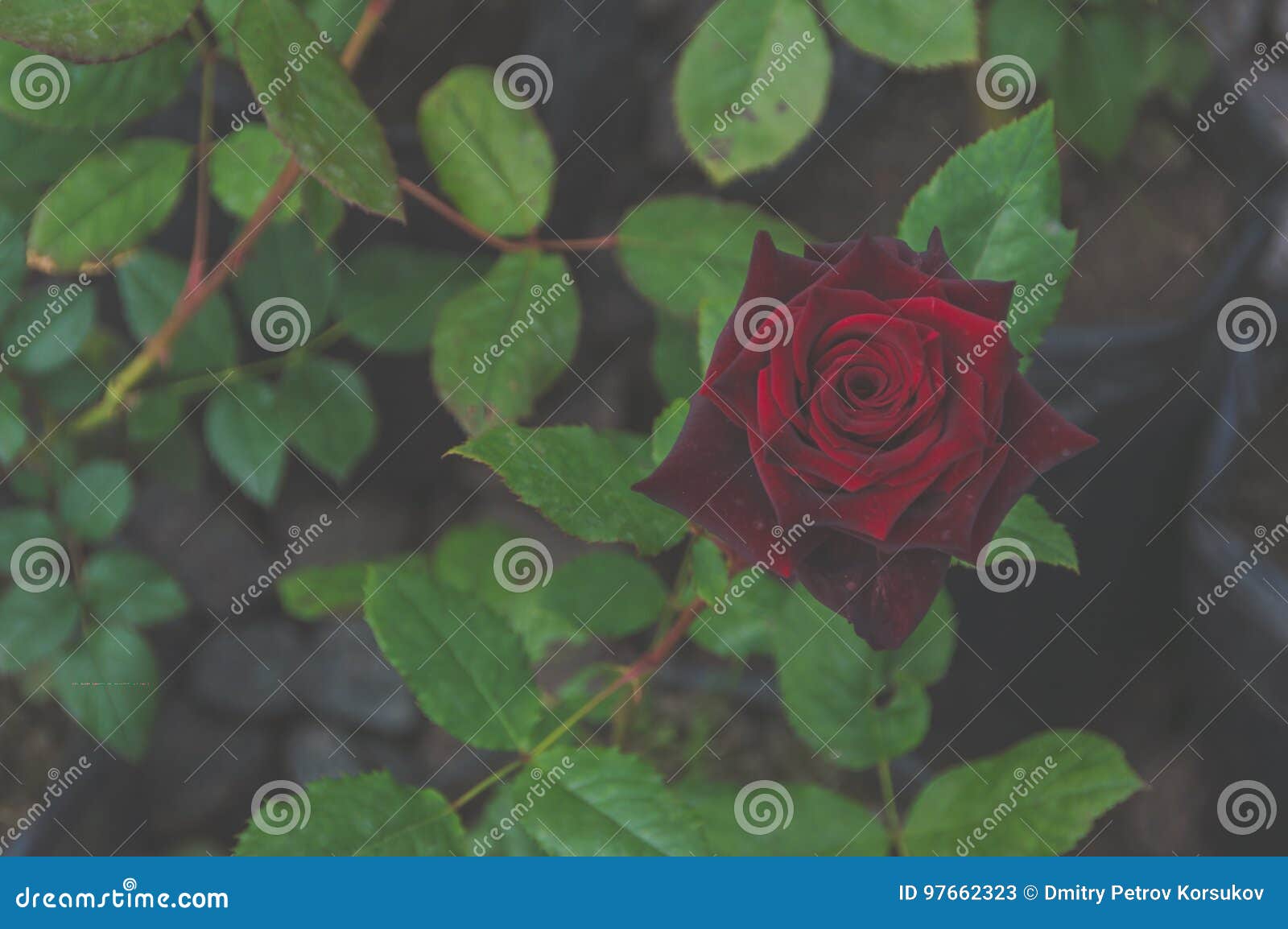 Red beautiful rose. stock image. Image of object, natural - 97662323