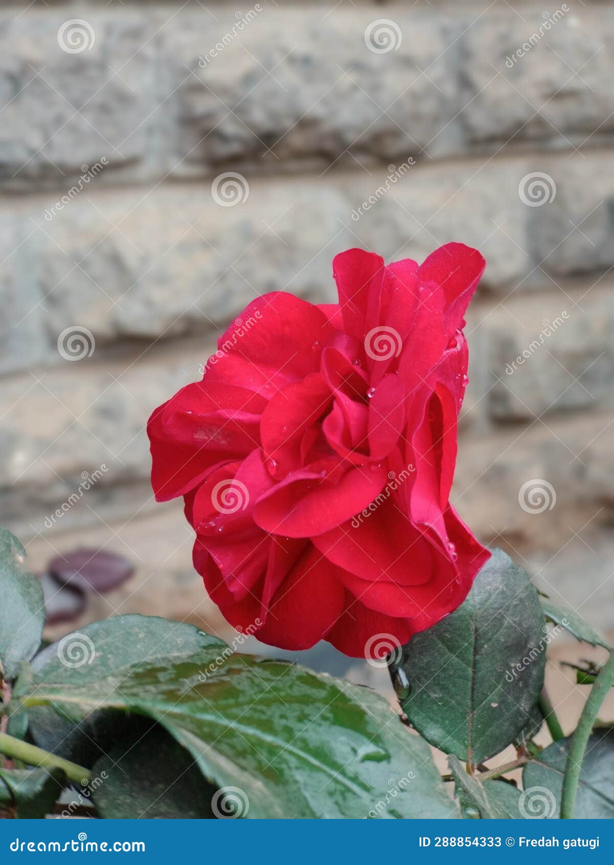 Red beautiful rose flower stock image. Image of rose - 288854333