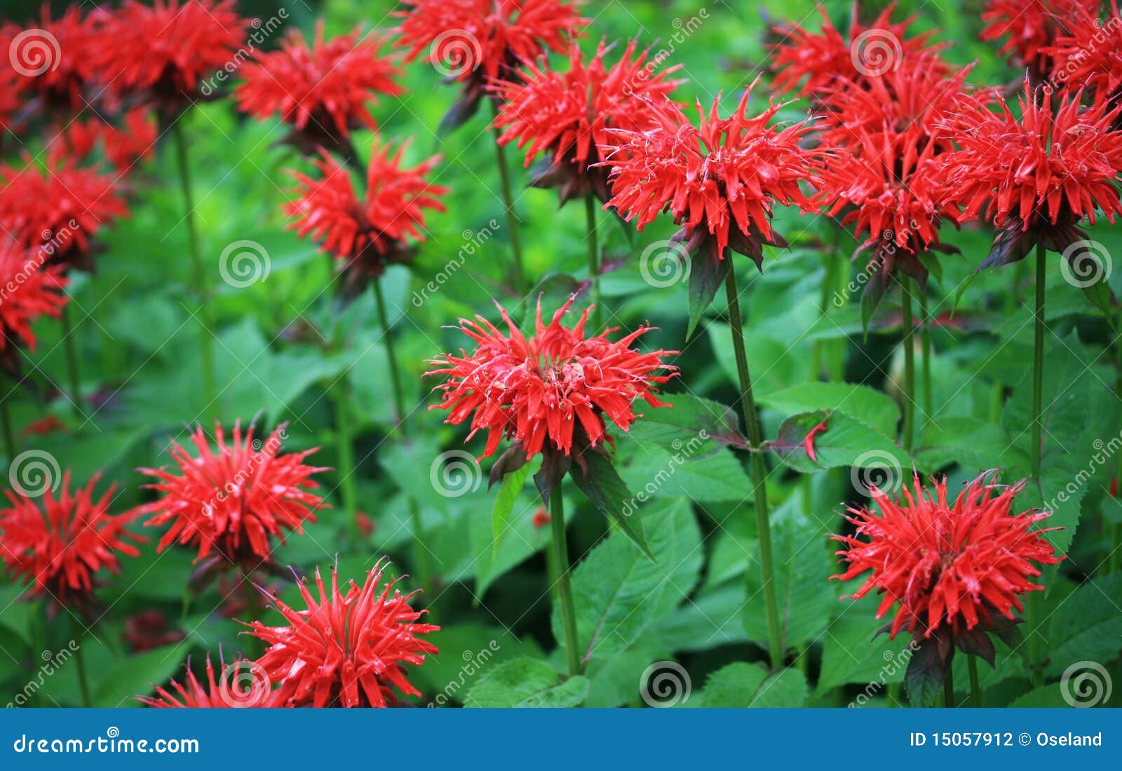Red bee balm stock photo. Image of summer, balm, monarda - 15057912