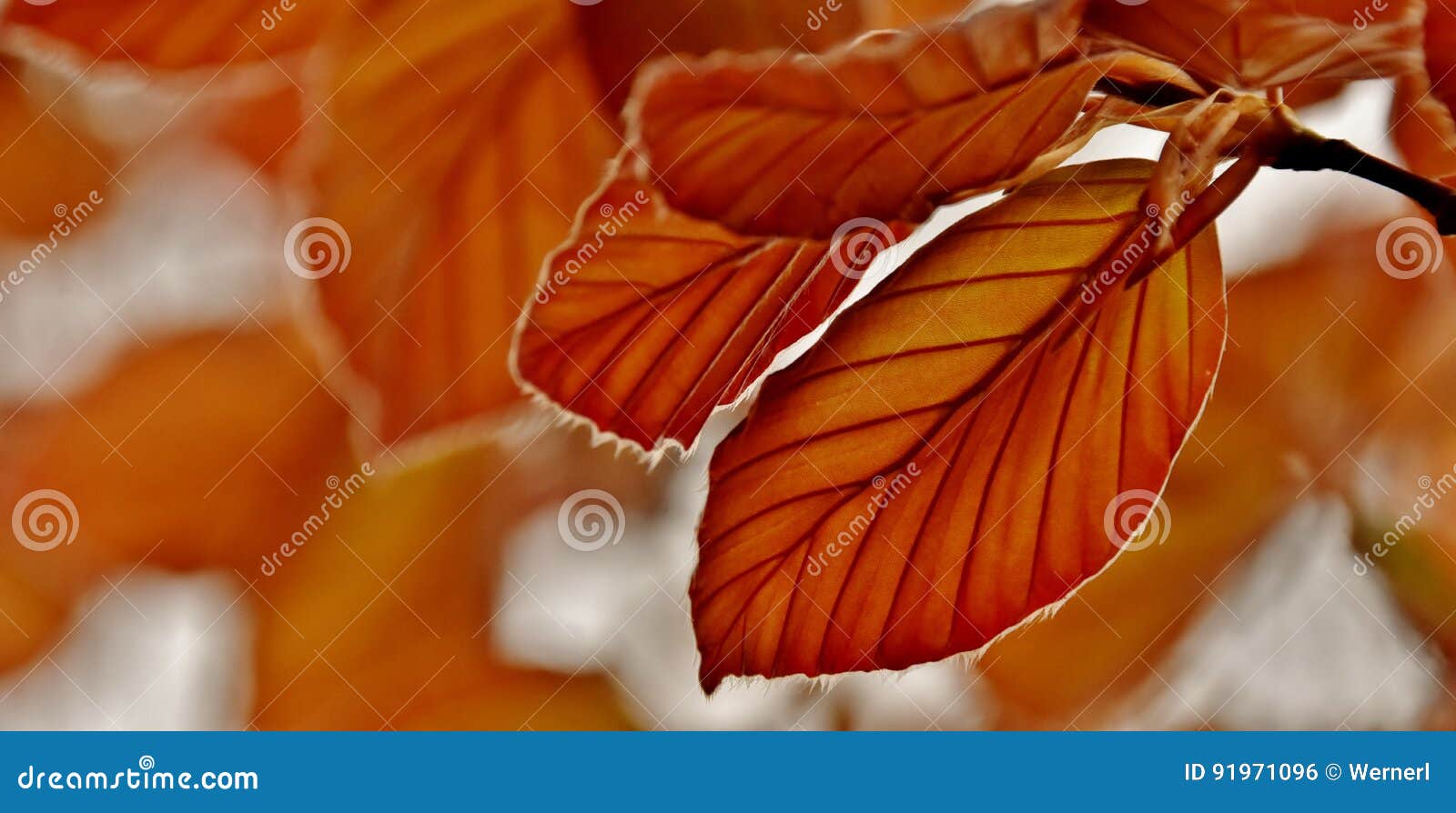 Red Beech tree leaves stock photo. Image of tree, spring - 91971096