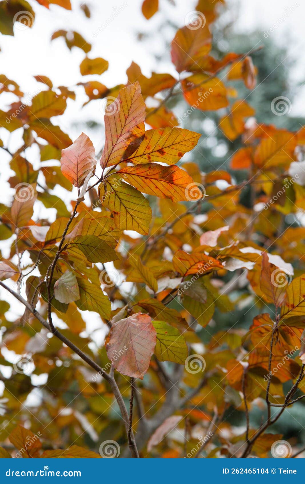 Red Beech tree leaves stock photo. Image of precipitation - 262465104