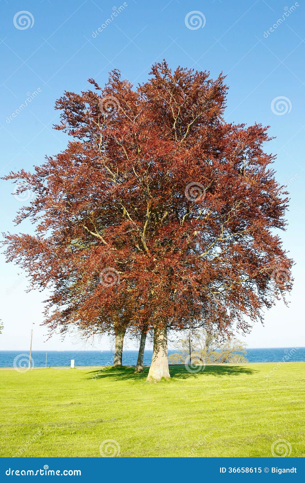 Red Beech Tree Royalty Free Stock Photo - Image: 36658615