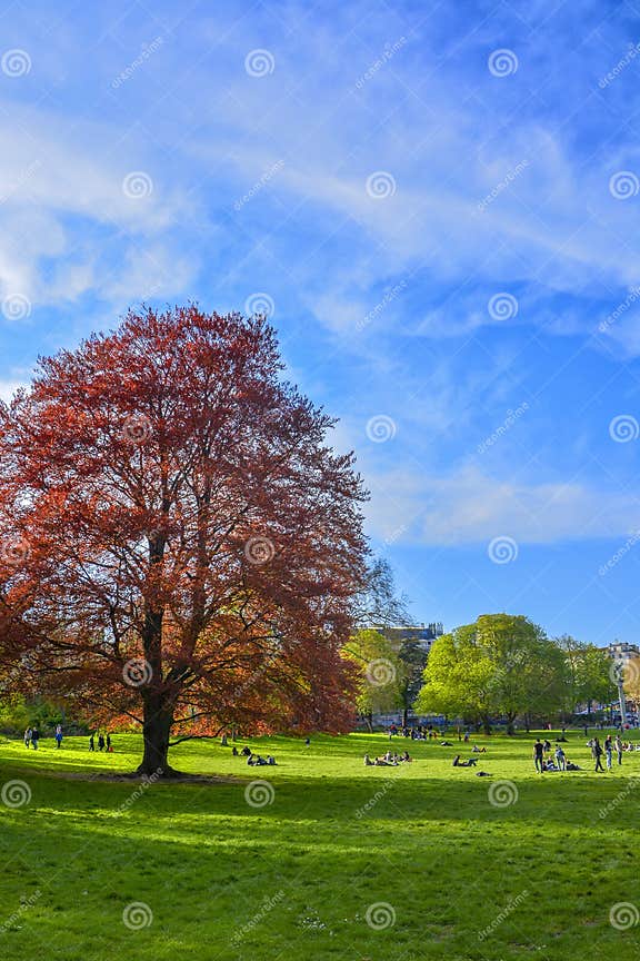 Red beech tree in park. stock image. Image of teenagers - 47280723