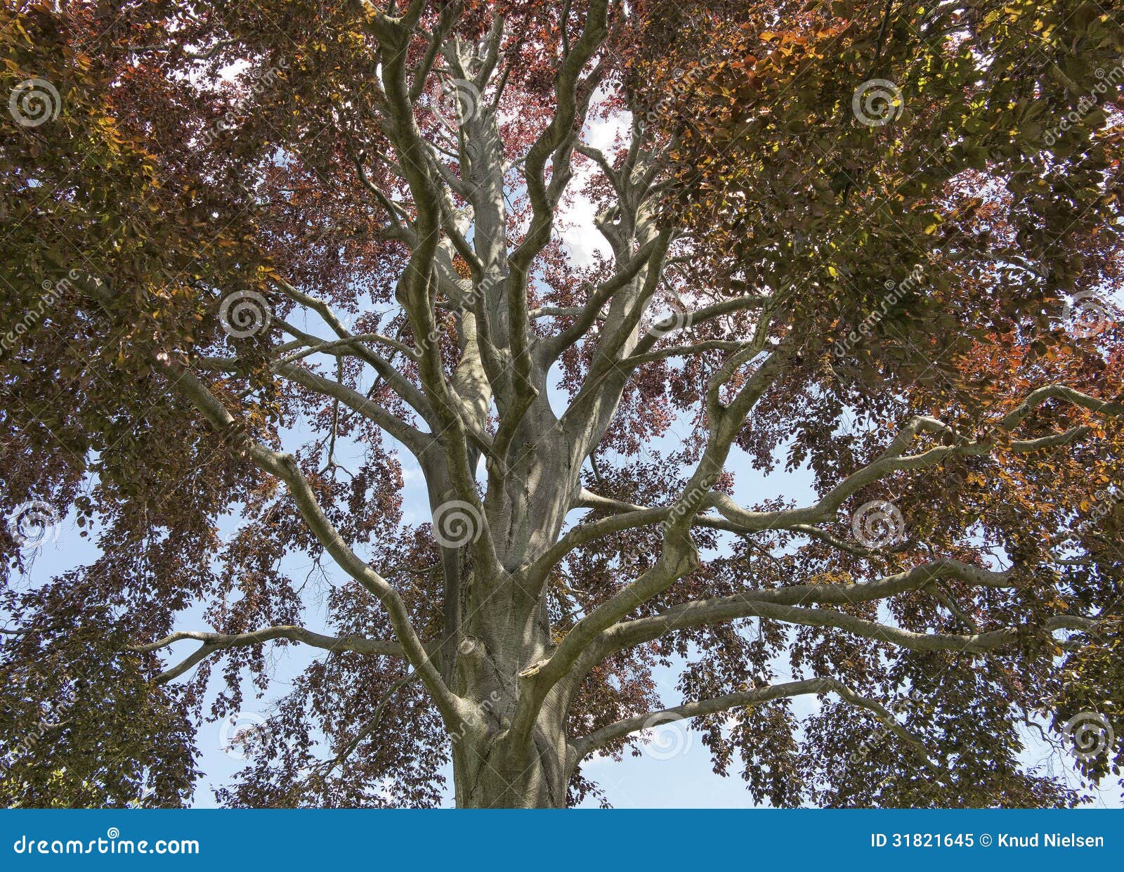 Red Beech treetop stock image. Image of natural, botany - 31821645