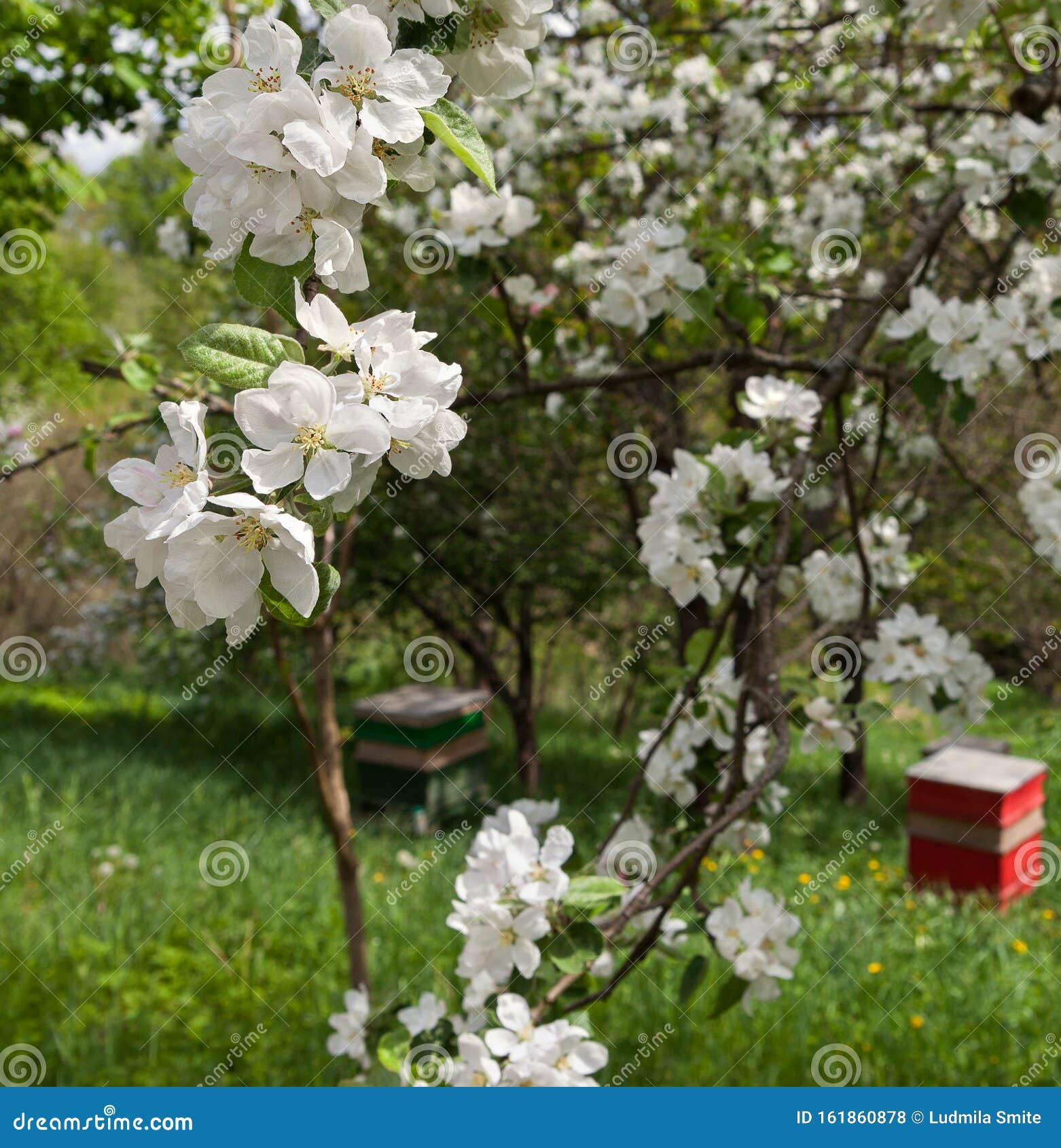 Red beehive on orchard stock photo. Image of blue, apple - 161860878