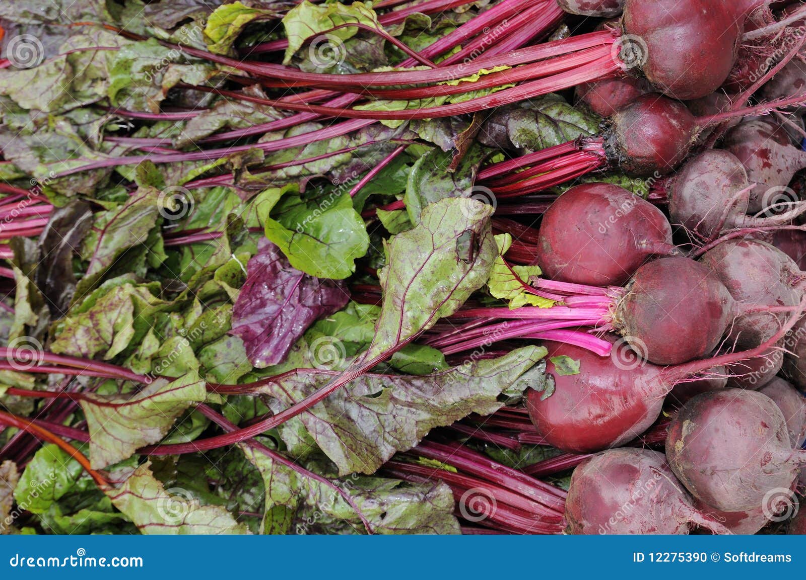 Red beet stock photo. Image of salad, line, crop, closeup - 12275390