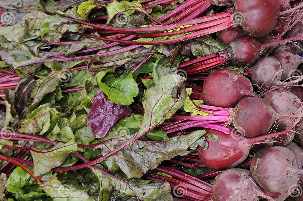 Red beet stock photo. Image of salad, line, crop, closeup - 12275390