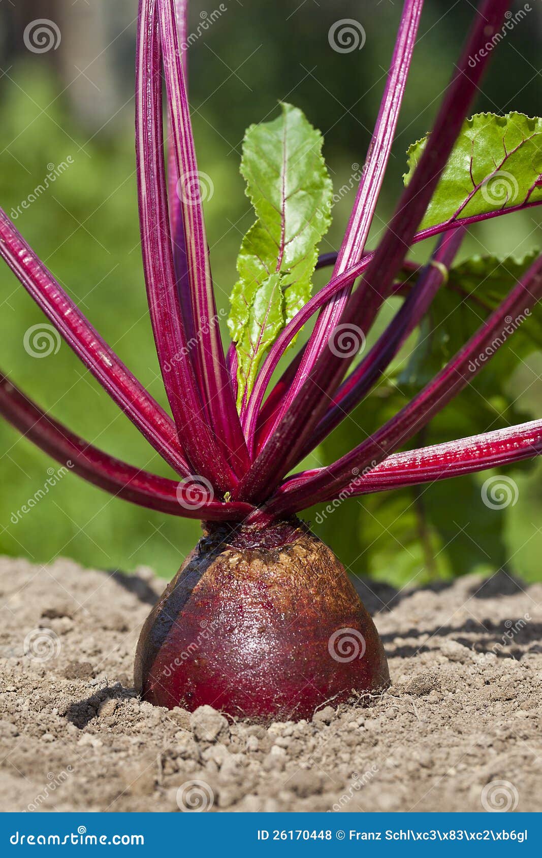 Red beet stock photo. Image of root, health, ground, edible - 26170448