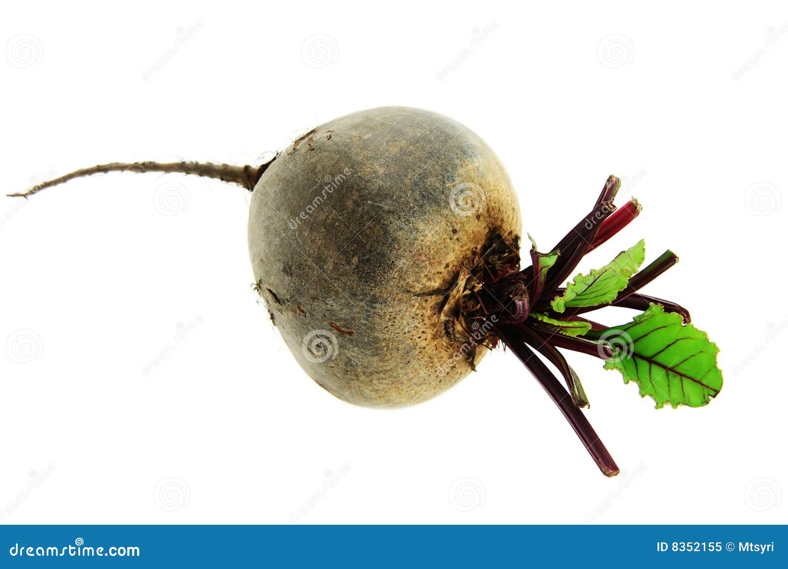 Red beet (Beta vulgaris) stock image. Image of beet, product - 8352155