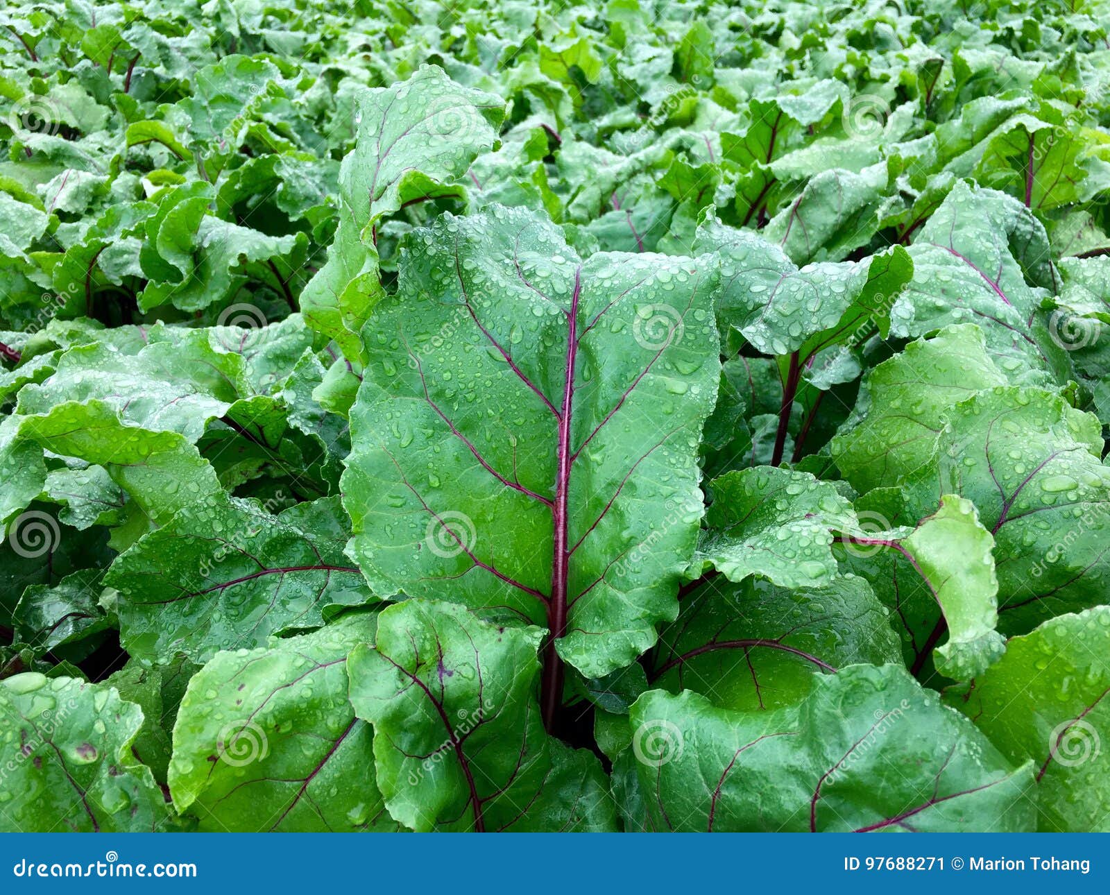 Red Beet Field with Raindrops before Harvest Stock Image - Image of ...