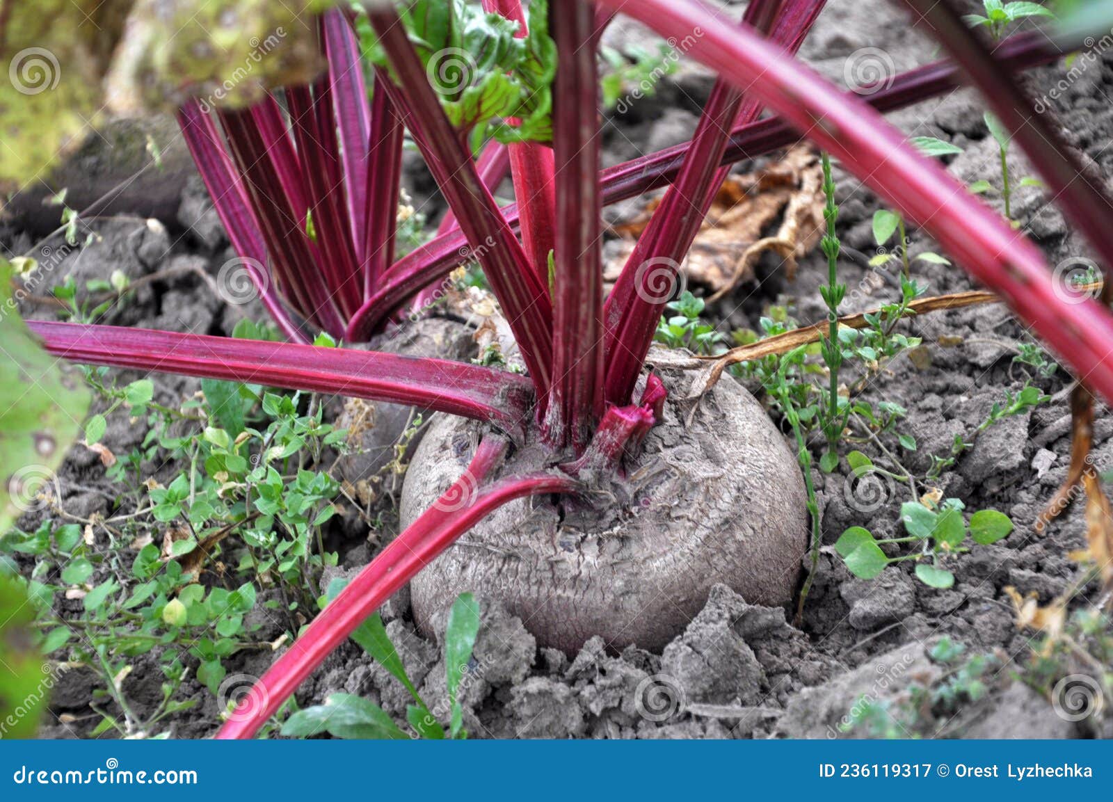 Red Beet in the Open Ground Stock Image - Image of garden, grow: 236119317