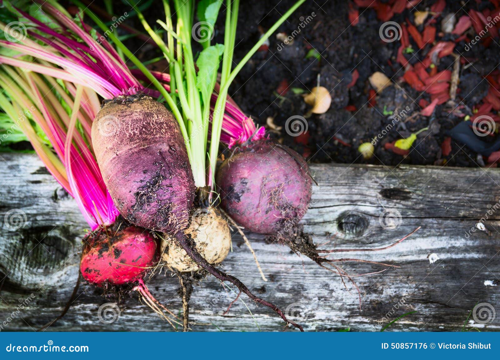 Red Beet Multicolor Various on Soil and Wooden Backgound in Garden, Top ...