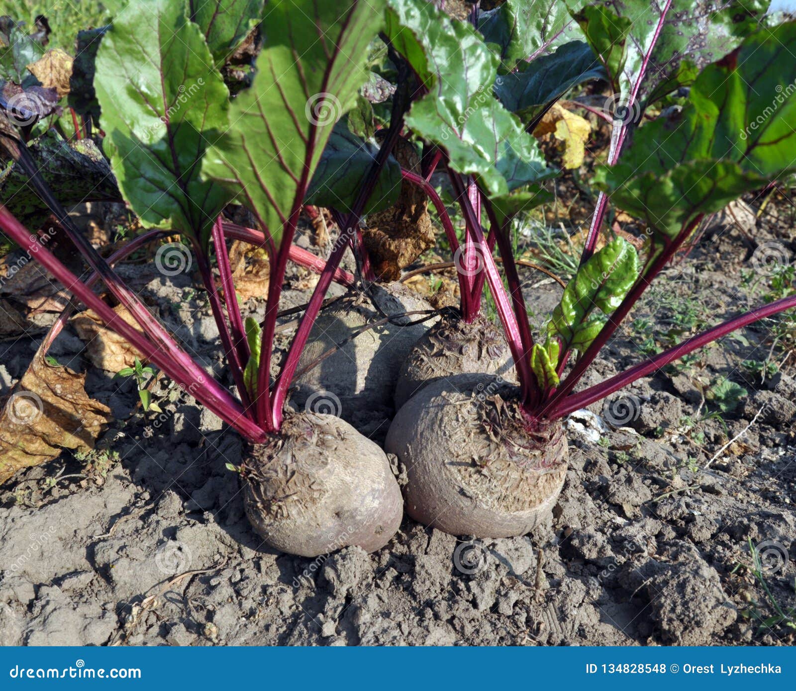 Red Beet in the Open Ground Stock Photo - Image of harvest, beet: 134828548