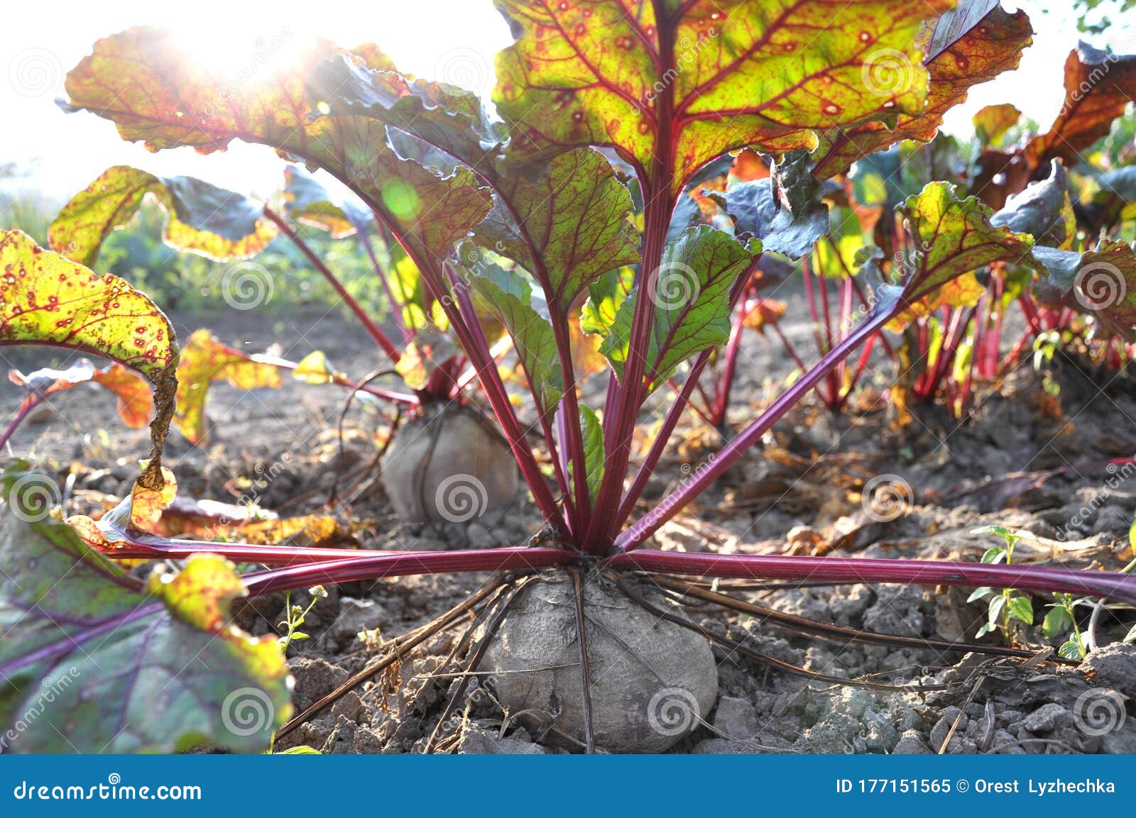 Red Beet in the Open Ground Stock Image - Image of background, farming ...