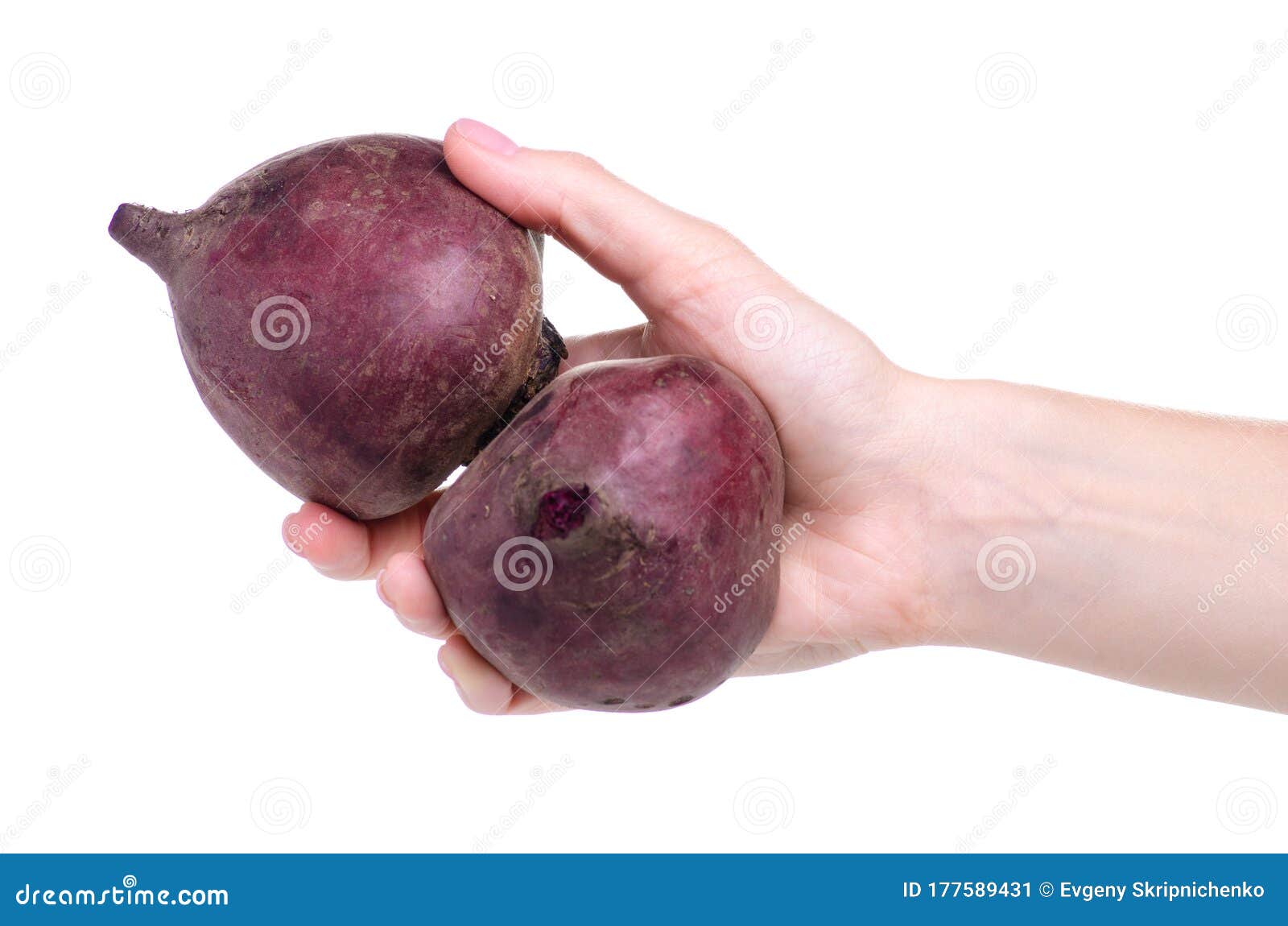 Red beet vegetable in hand stock image. Image of market - 177589431