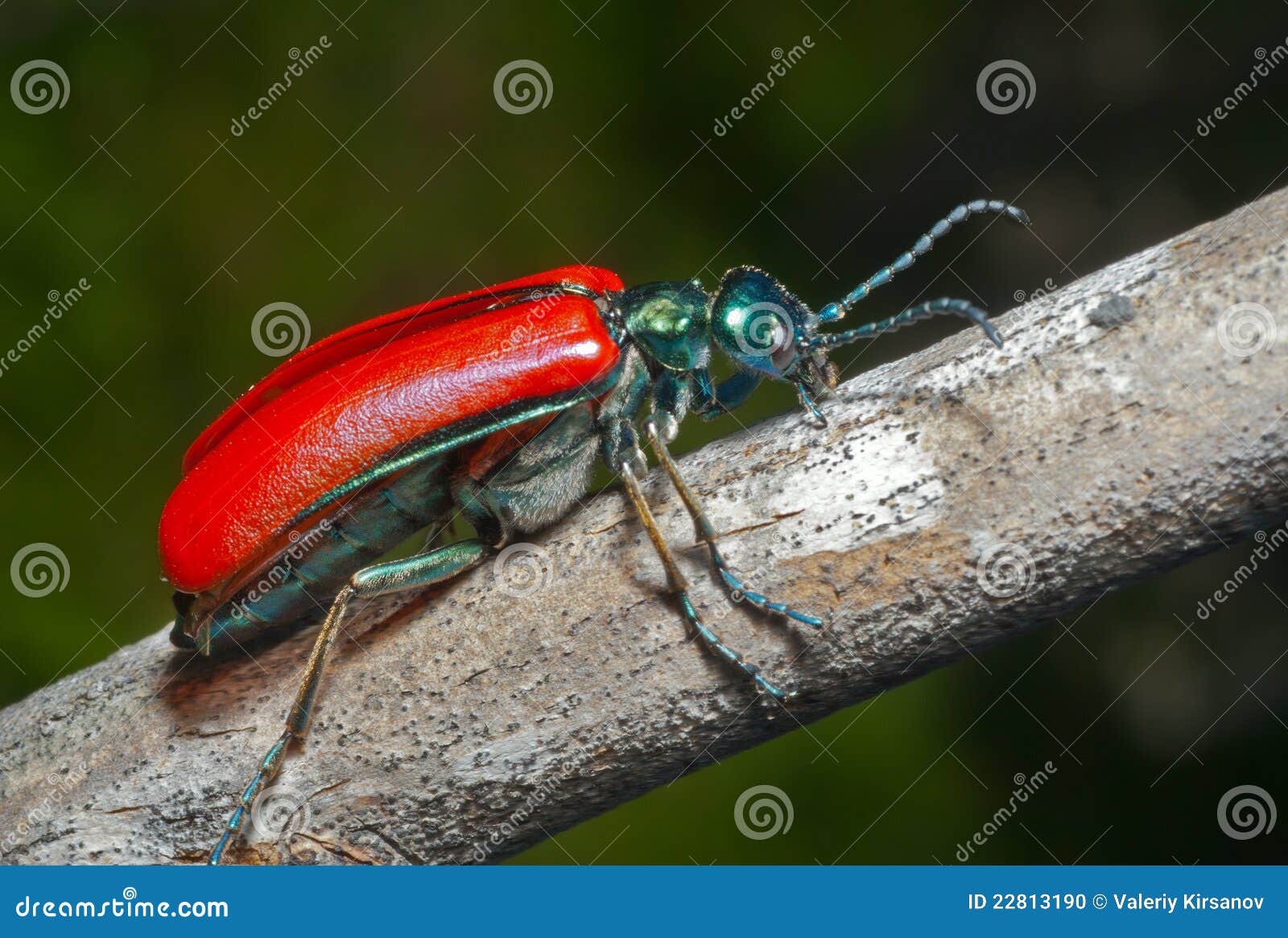 Red beetle 12 stock photo. Image of animal, macro, outdoors - 22813190
