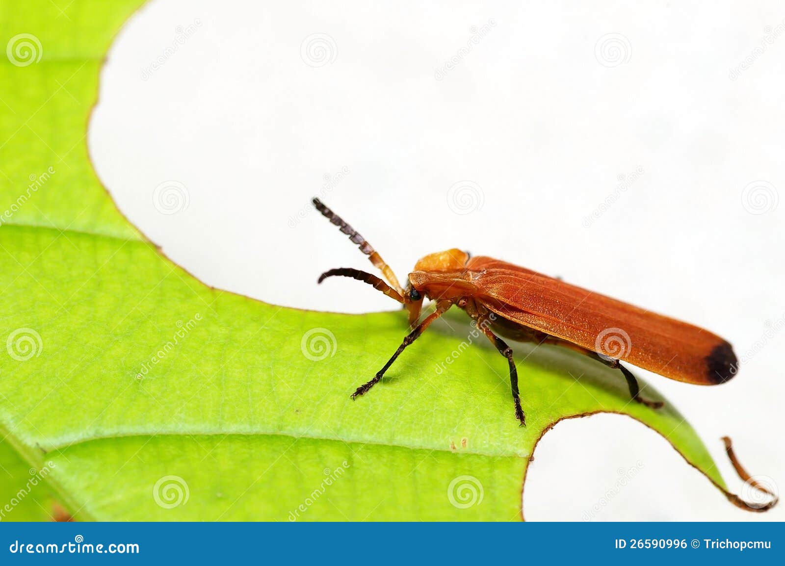 Red beetle stock photo. Image of tree, arthropoda, green - 26590996