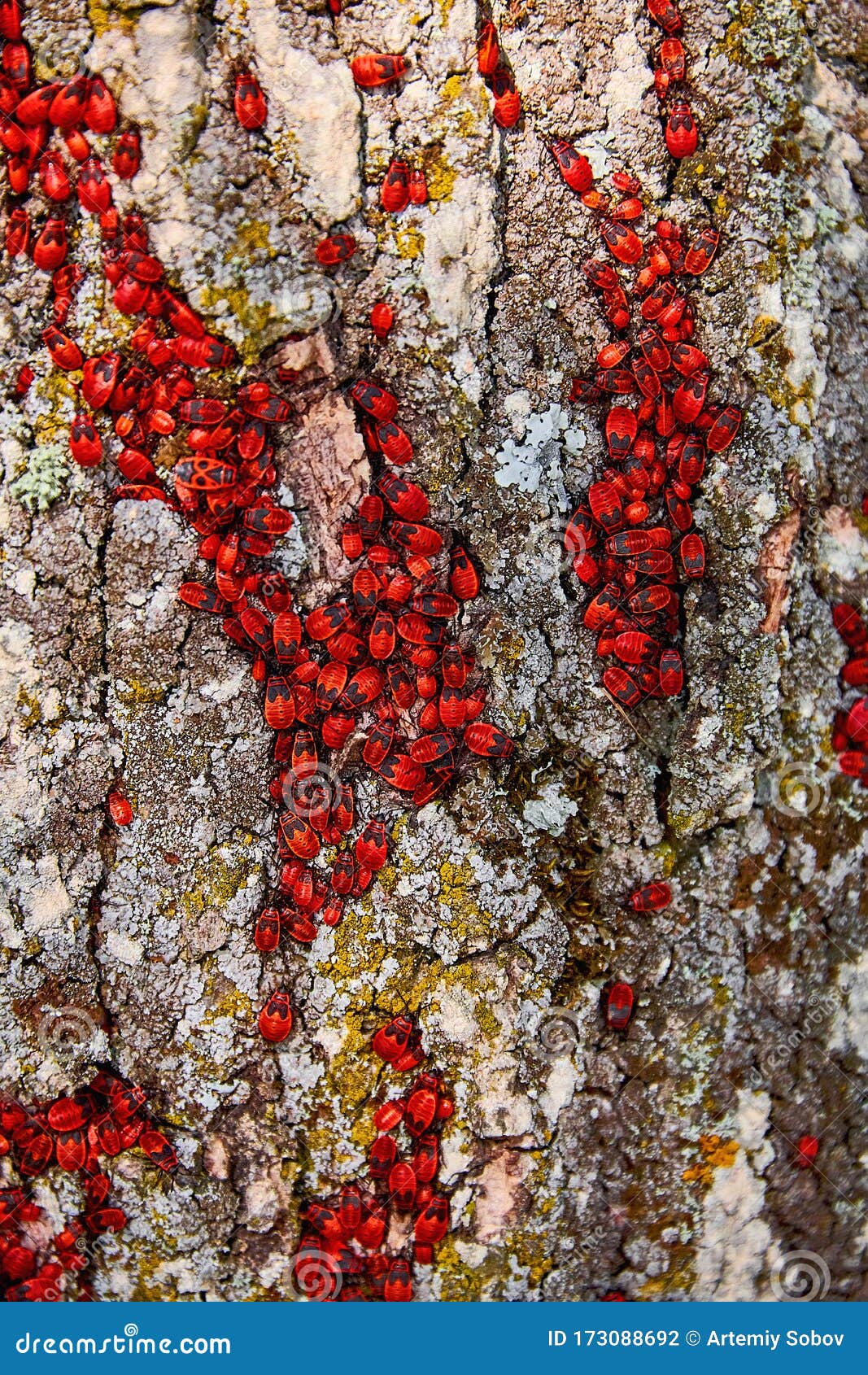 Red Beetle with Black Dots Firebug on the Tree Trunk. Group of Autumn ...