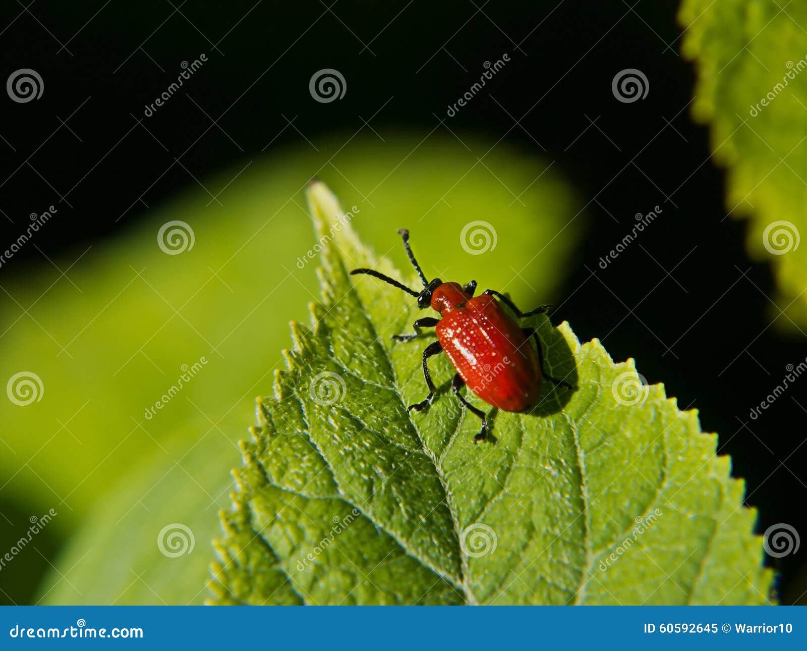 Red beetle stock image. Image of uncultivated, nature - 60592645